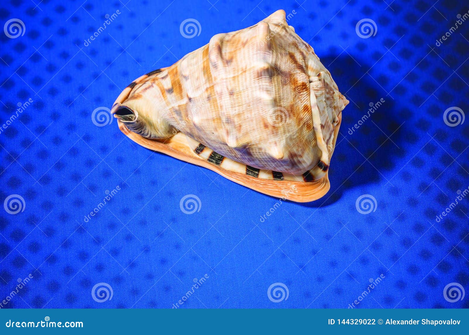 Close Up View of Conch Shell Isolated. Beautiful Nature Backgrounds ...