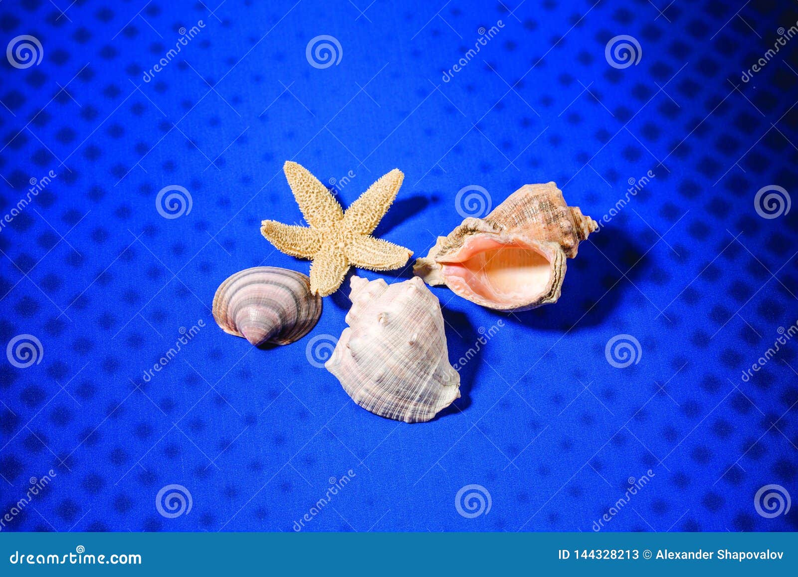 Close Up View of Conch Shells Isolated. Beautiful Nature Backgrounds ...