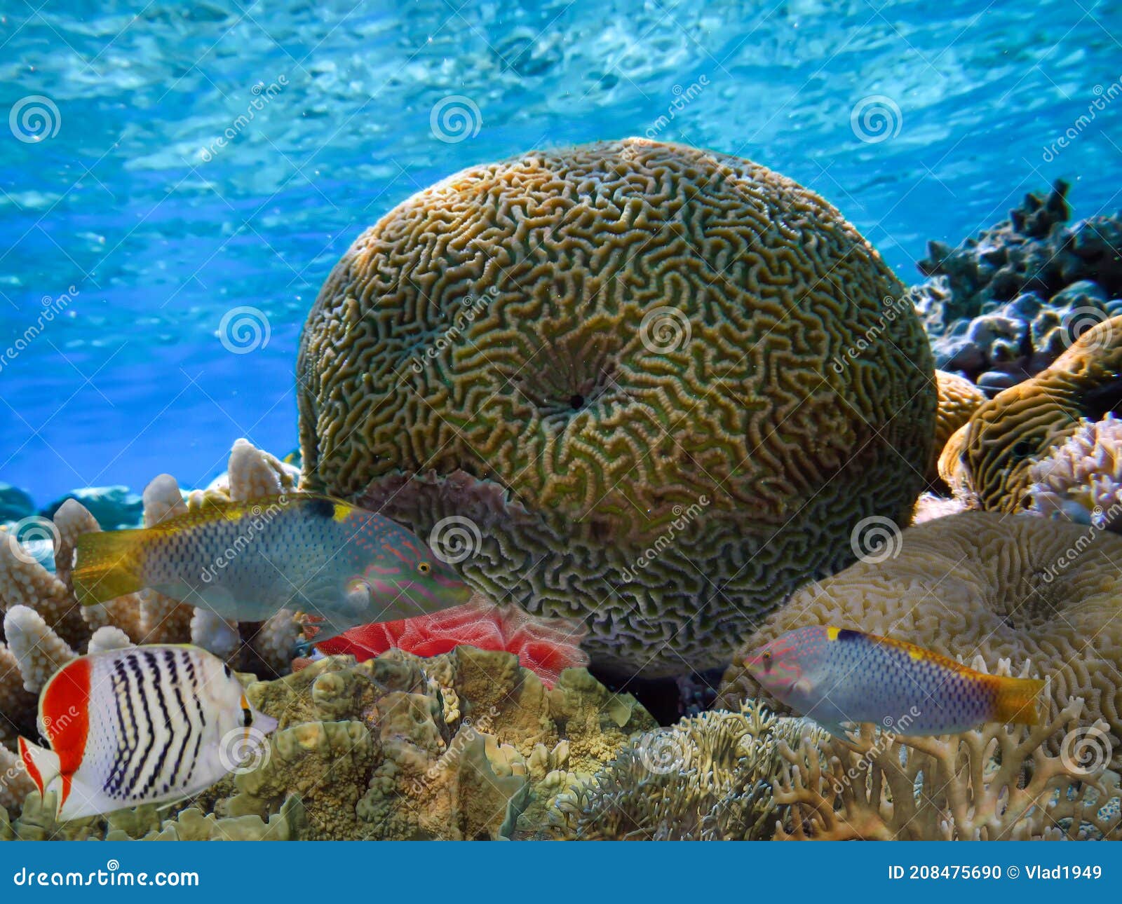 NATURAL STRUCTURES - TEXTURE Stock Image | CartoonDealer.com #142892059