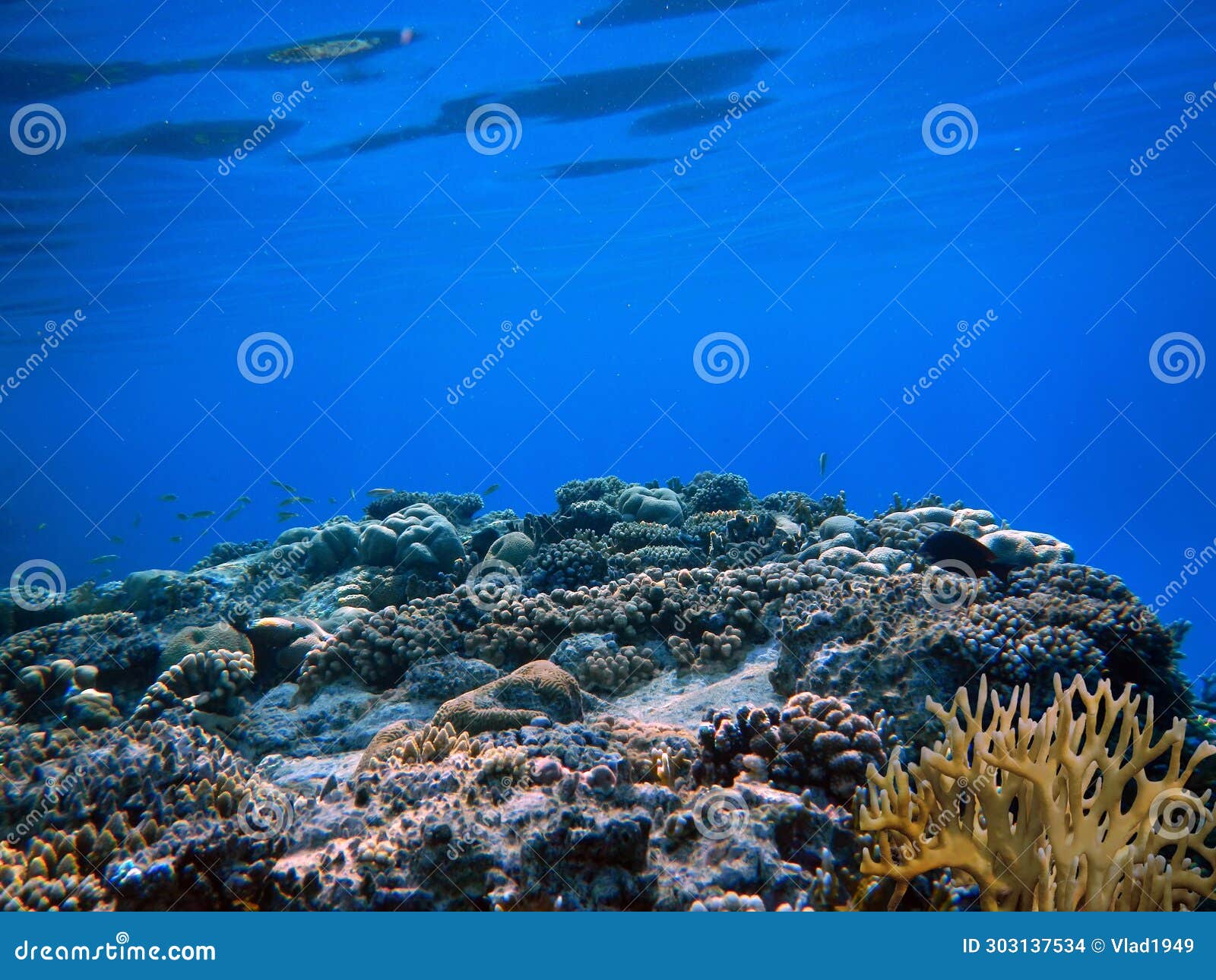 Close Up View of Corals and and Reefs are the Largest Natural ...