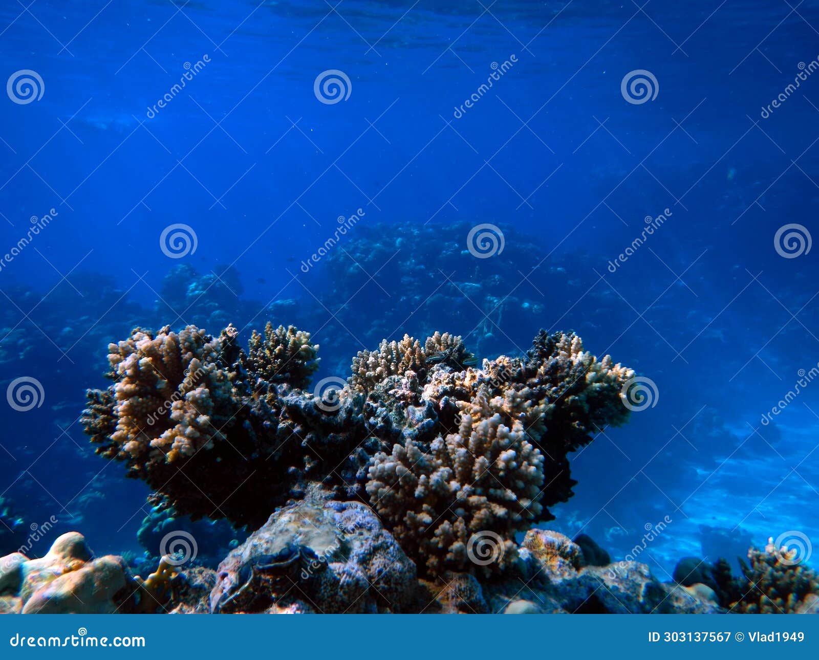 Close Up View of Corals and and Reefs are the Largest Natural ...