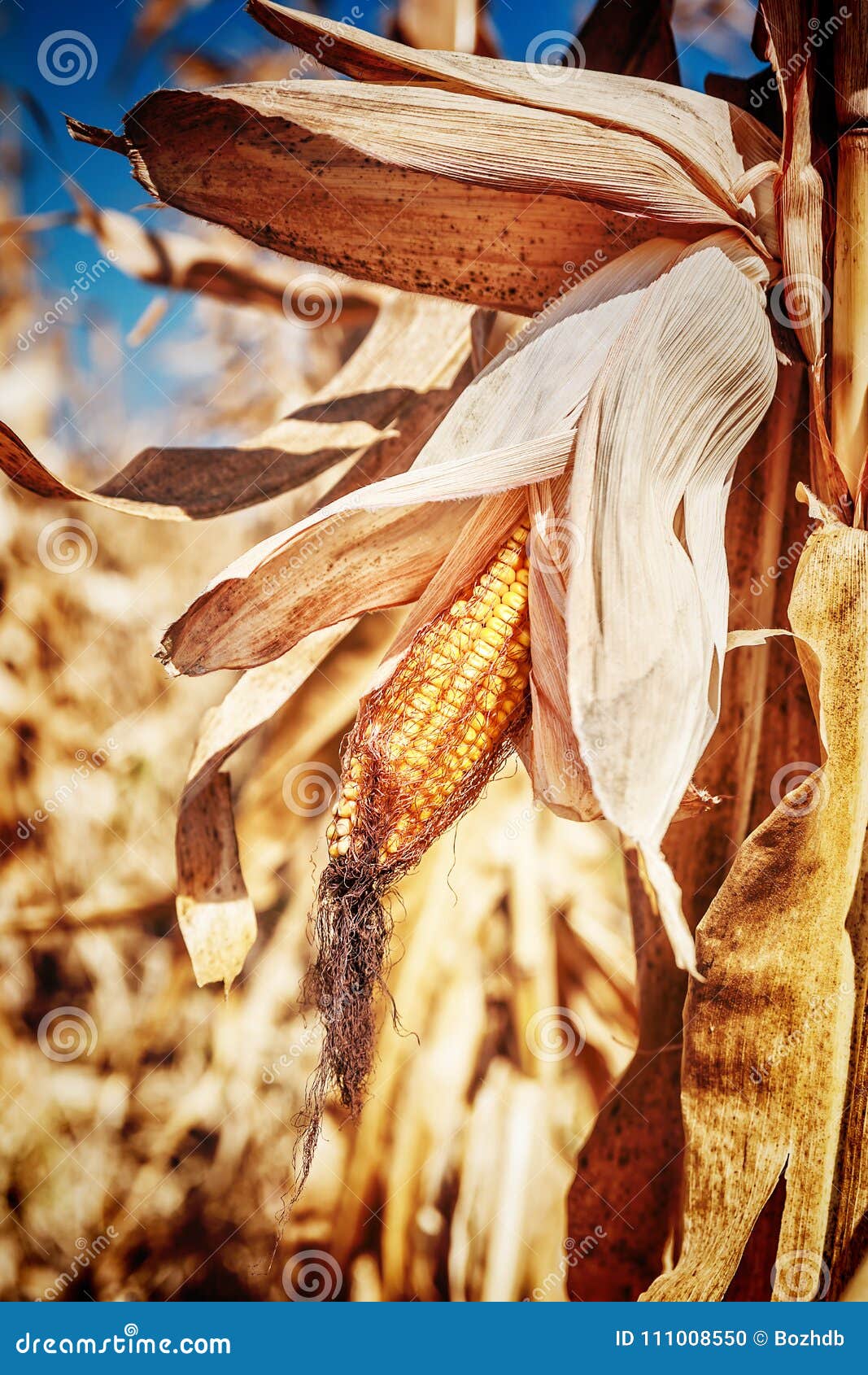 Golden corn field stock photo. Image of crop, field - 111008550