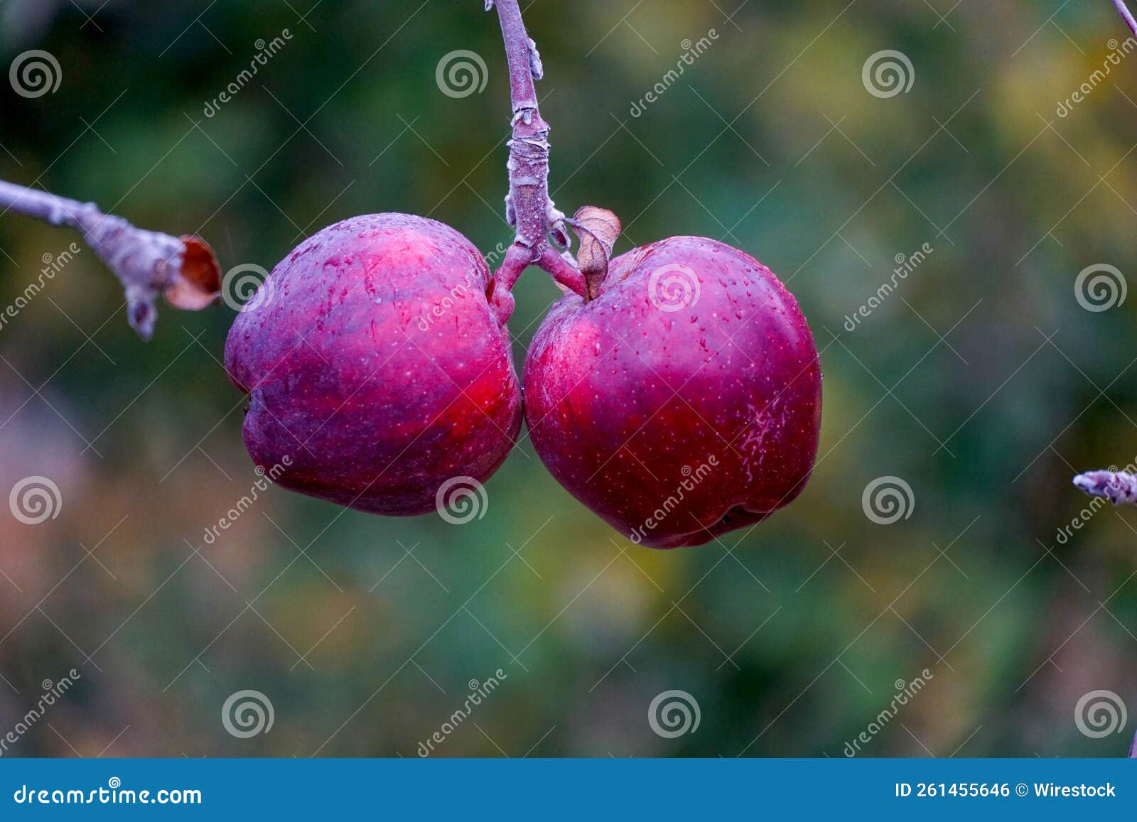 Close-up View of a Couple of Red Apples Hanging from the Same Branch ...