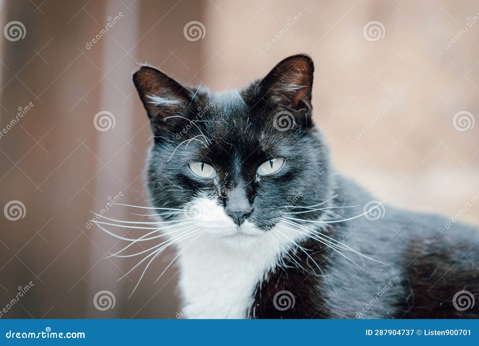 Close Up View of a Cow Cat, a Black and White Cat Stock Image - Image ...