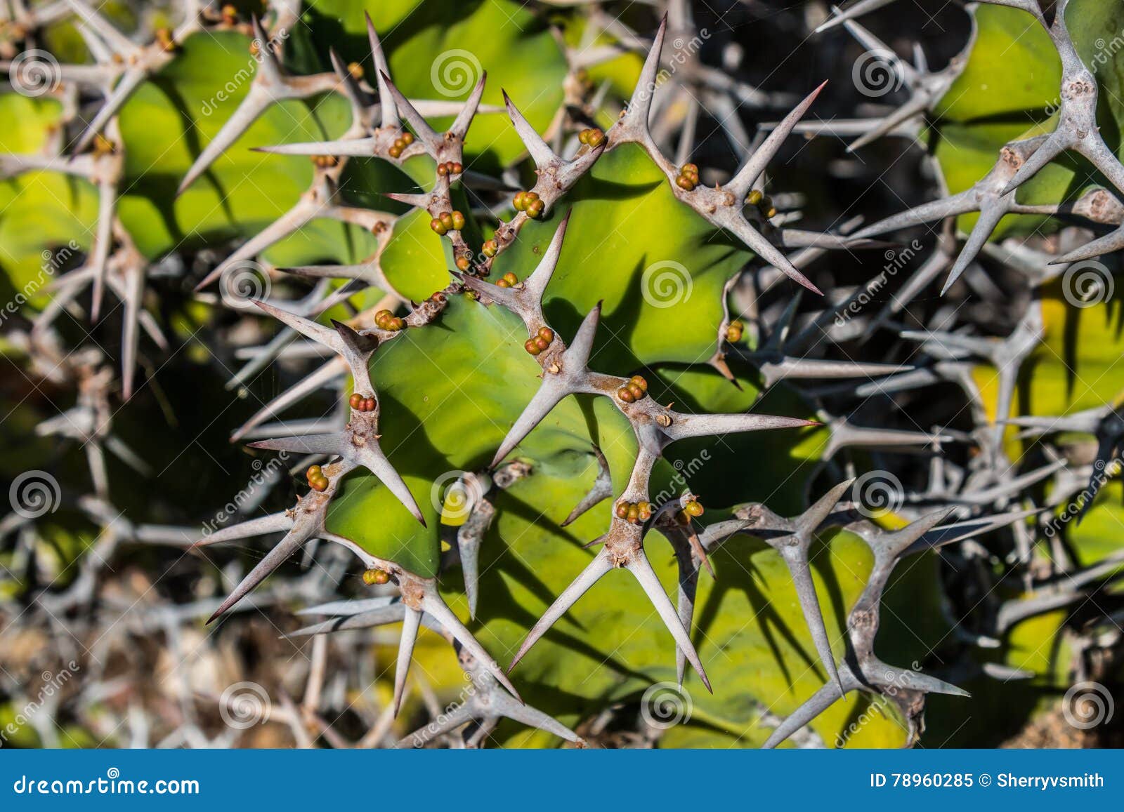 Close-Up View of Cow S Horn Cactus Stock Image - Image of botanical ...