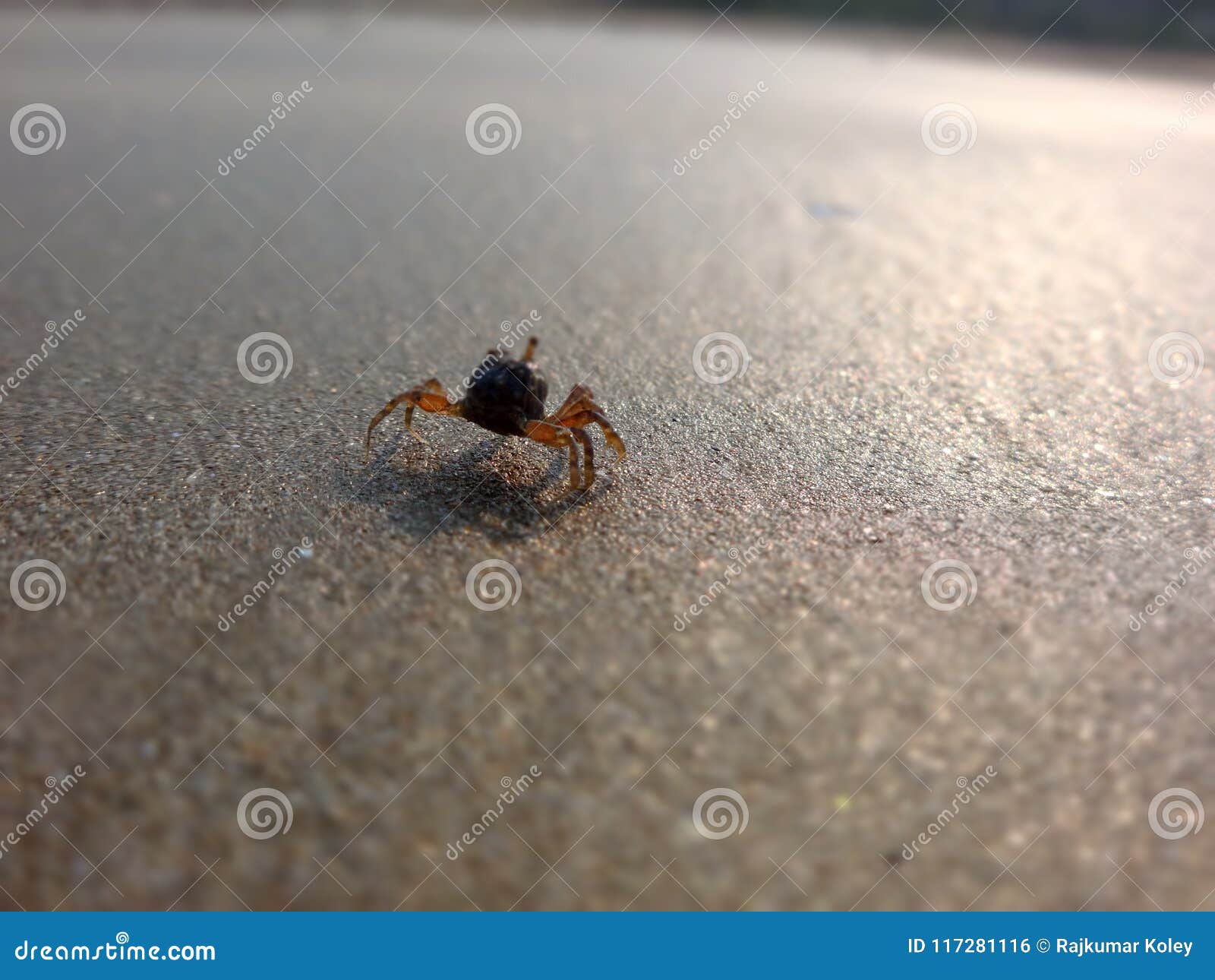 Crabs moving on sand beach stock photo. Image of background - 117281116