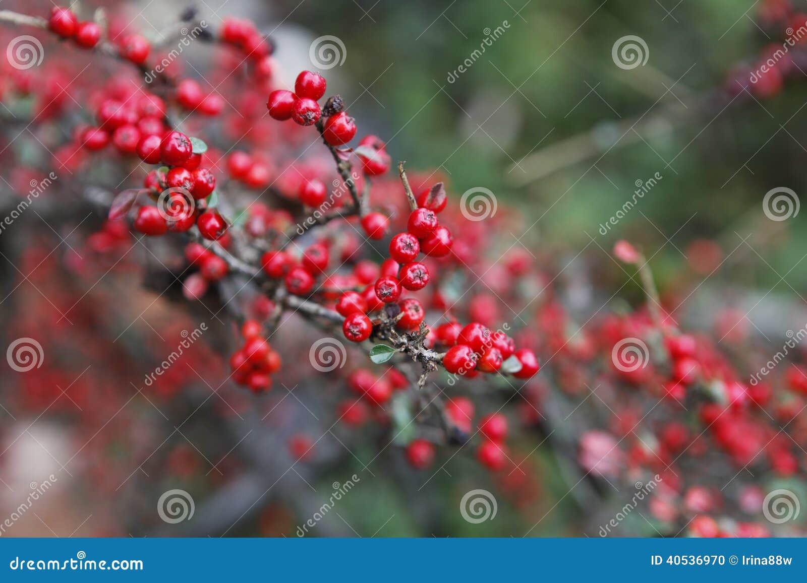 Close Up View of Cranberry Branch Stock Photo - Image of branch, leaves ...