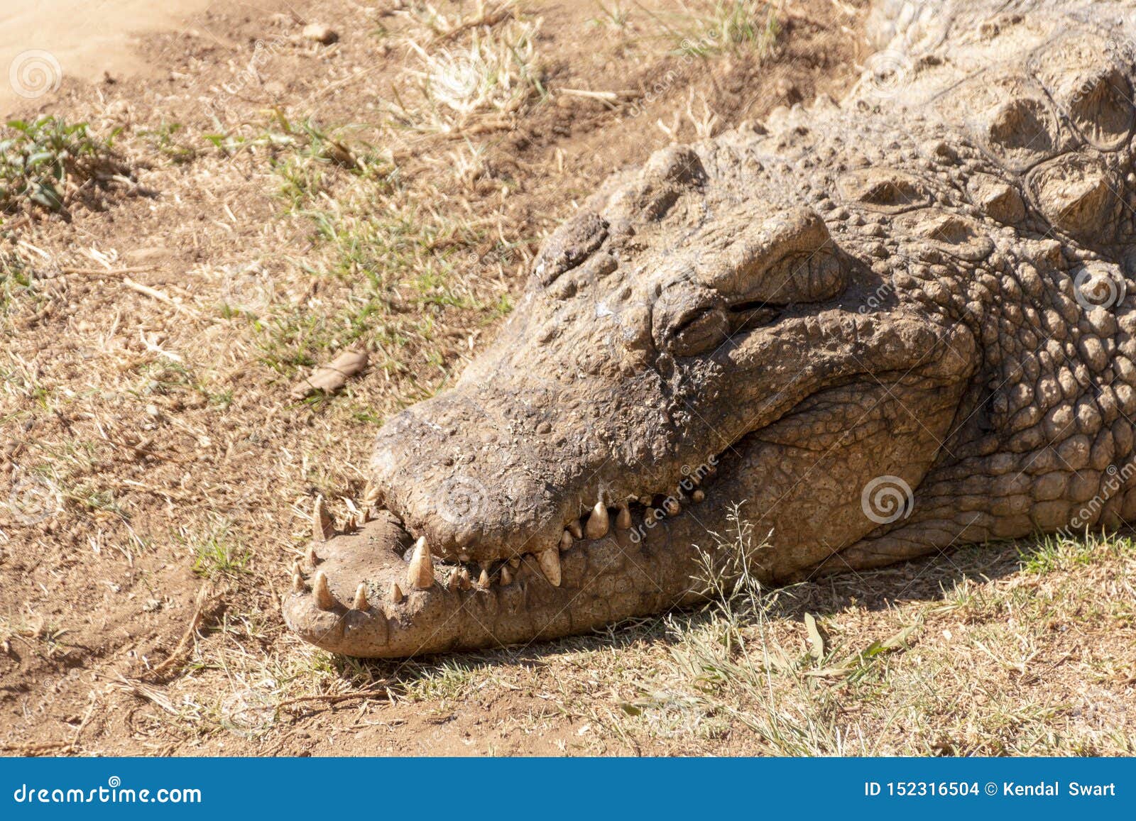 Crocodile stock photo. Image of daylight, hide, spikes - 152316504