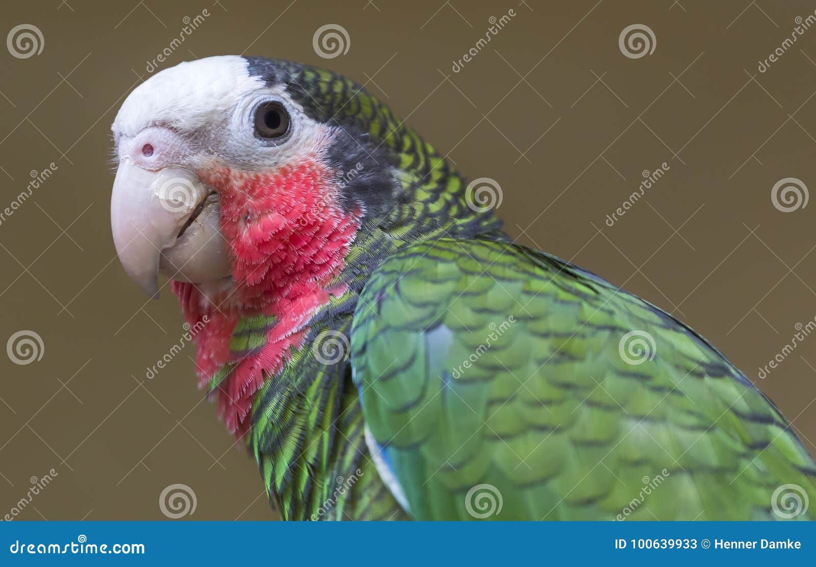 Close-up View of a Cuban Amazon Stock Image - Image of bird, amazona ...