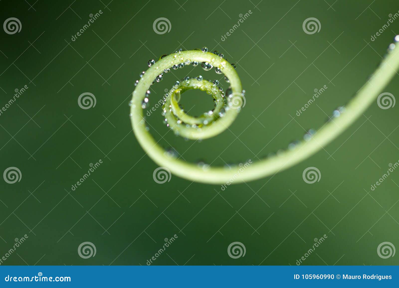 Swirl Plant Design Stock Photos - Download 3,014 Royalty Free Photos
