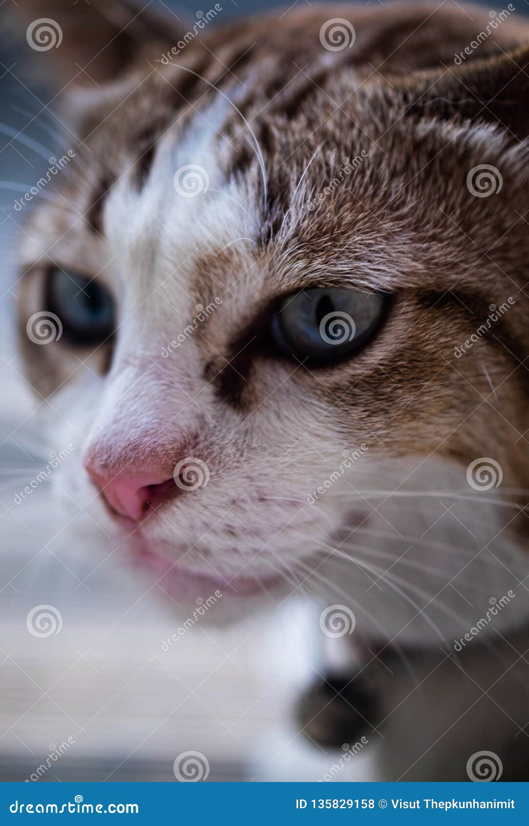 Close Up View of a Cute Cat, Selective Focus Stock Photo - Image of ...