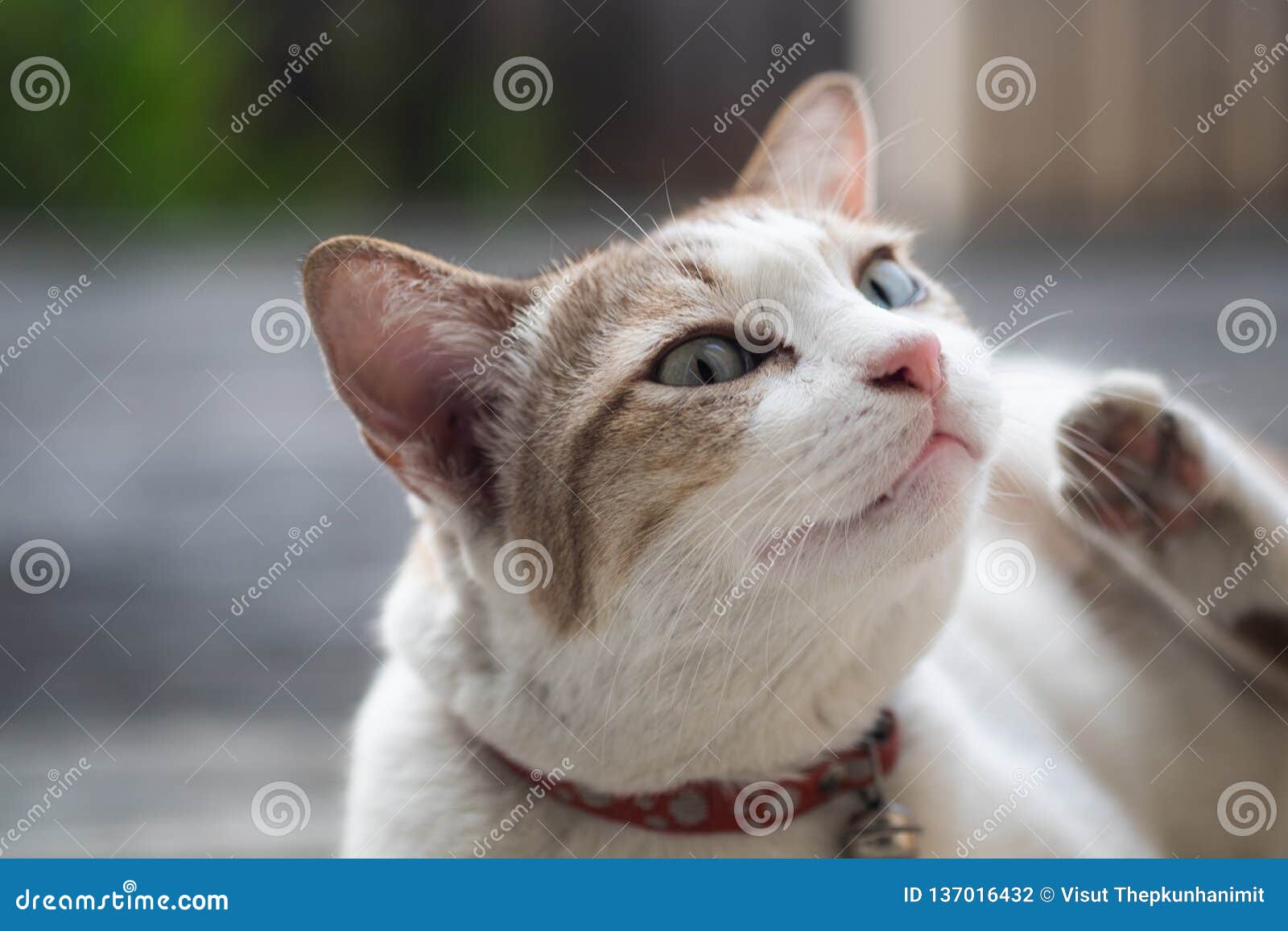 Close Up View of a Cute Cat, Selective Focus Stock Photo - Image of ...