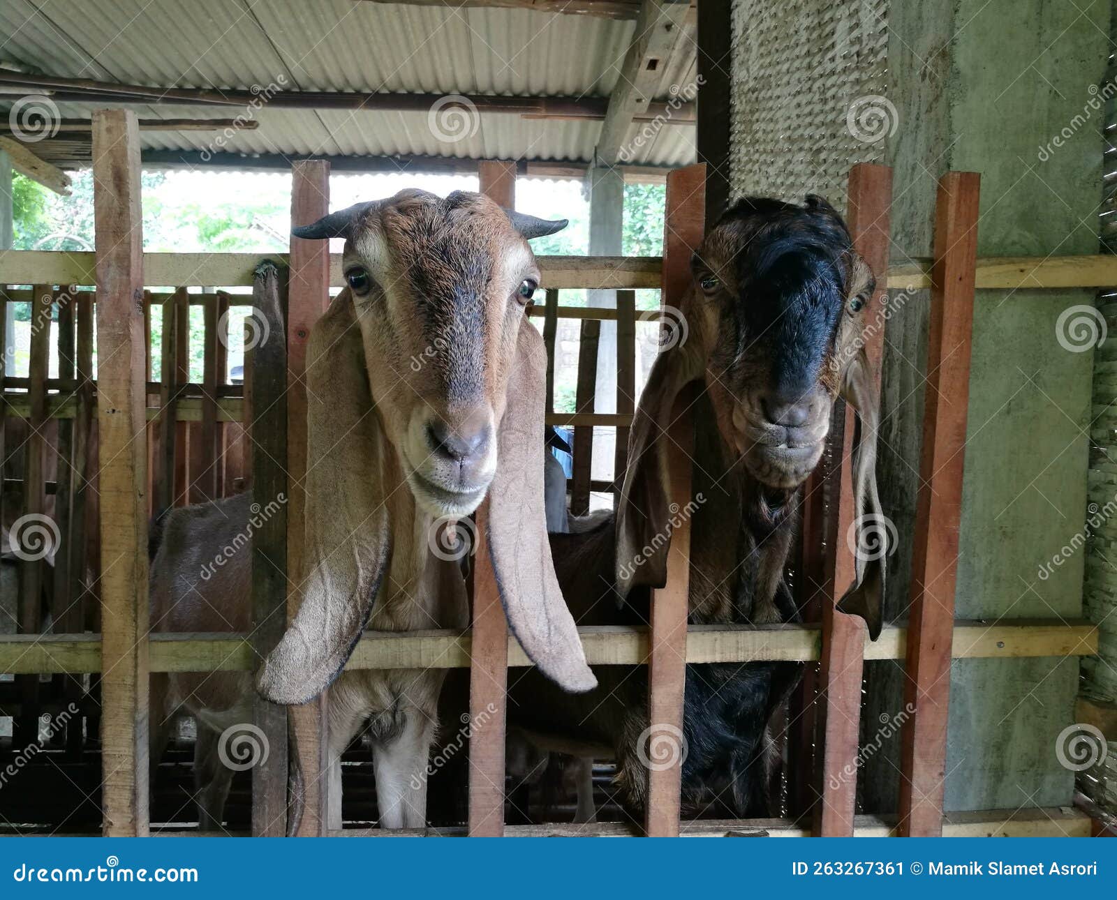 Cute and Funny Face of Goats in the Goat Pen Stock Image - Image of ...