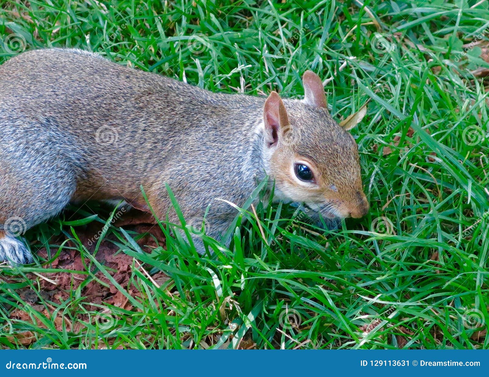 Close Up Image of a Cute Grey Squirrel in the Grass Stock Image - Image ...