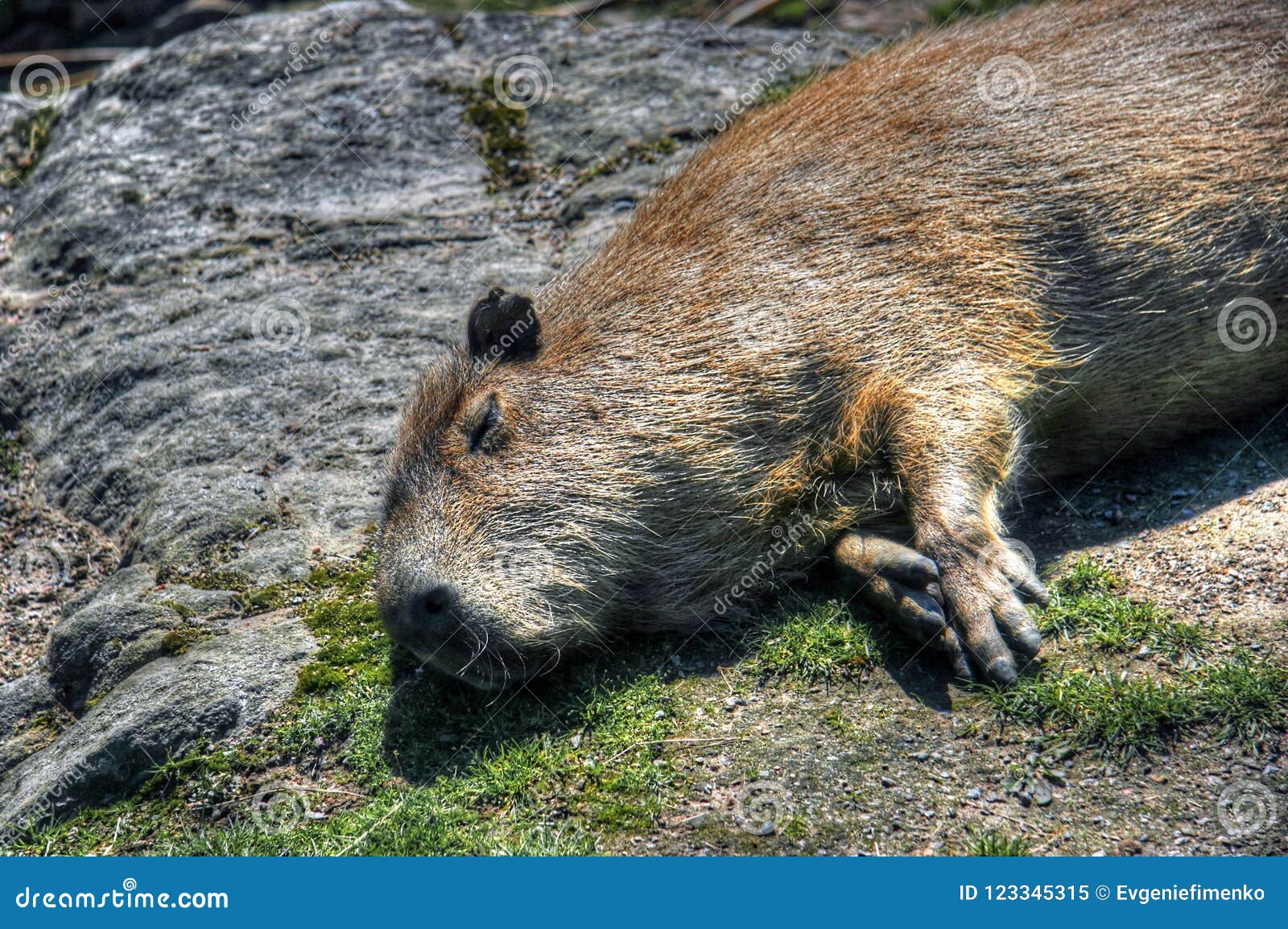 Sleeping capybara stock image. Image of america, close - 123345315