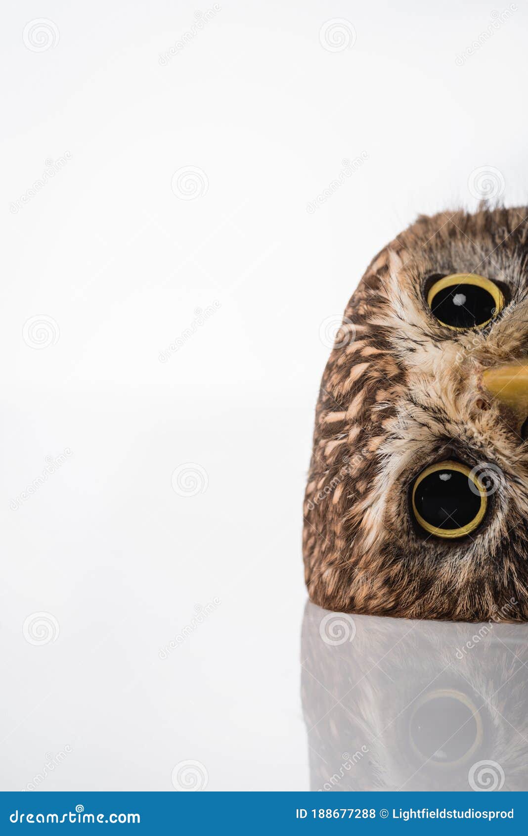 Close Up View of Cute Wild Owl Head Lying on Surface Stock Photo ...