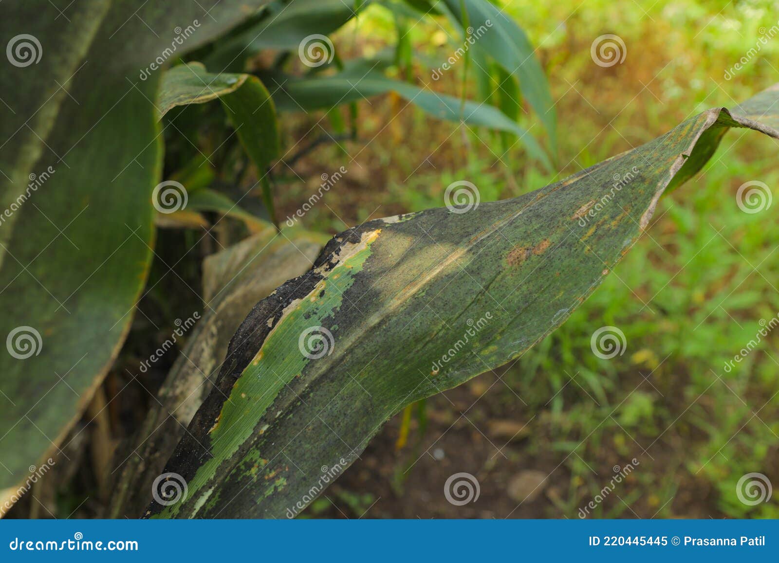 Close Up View of Damage Sorghum Leaf Stock Image - Image of growth ...