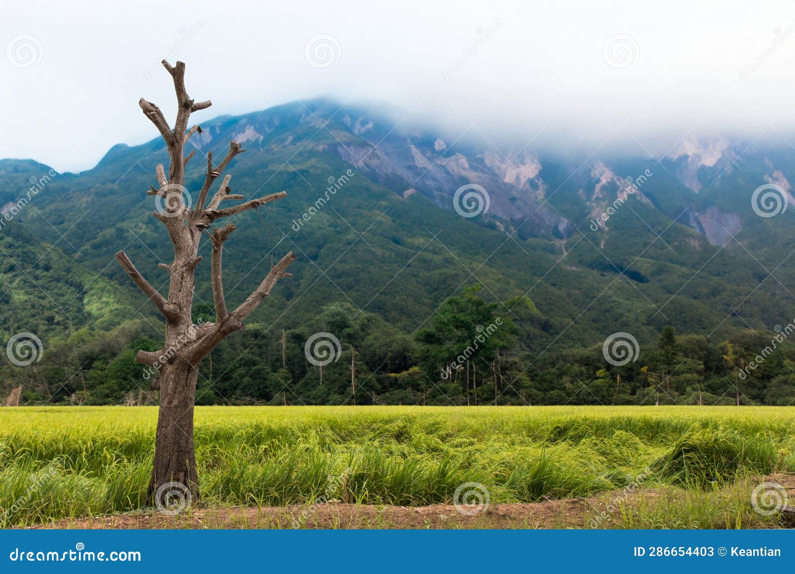 A Close-up View of a Dead, Leafless Tree Cut Down Stock Image - Image ...