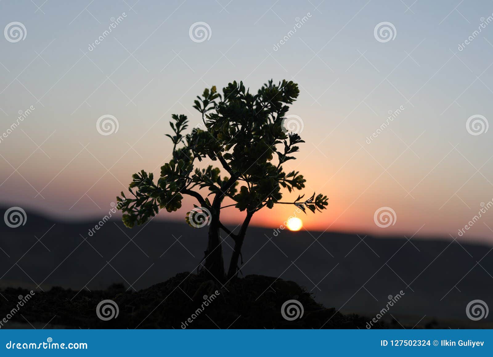 Close Up View of Decor Tree on Sunset. Stock Photo - Image of season ...