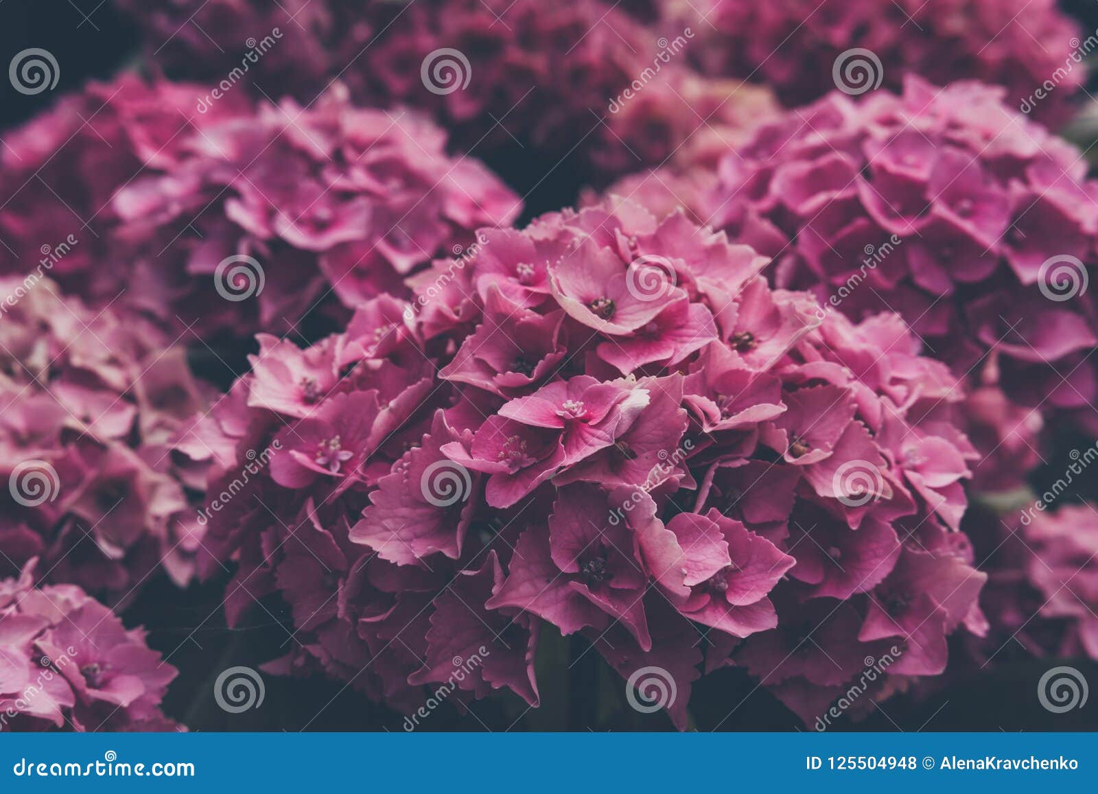 Close Up View of a Pink Hydrangea Flower. Stock Photo - Image of ...