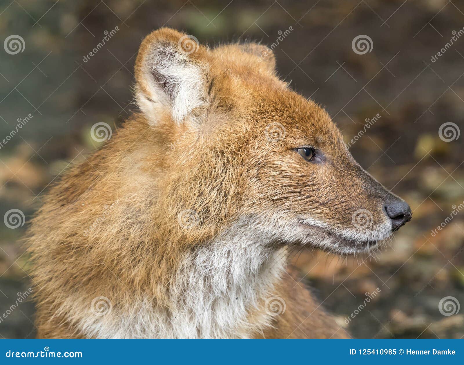 Close up view of a Dhole stock image. Image of close - 125410985
