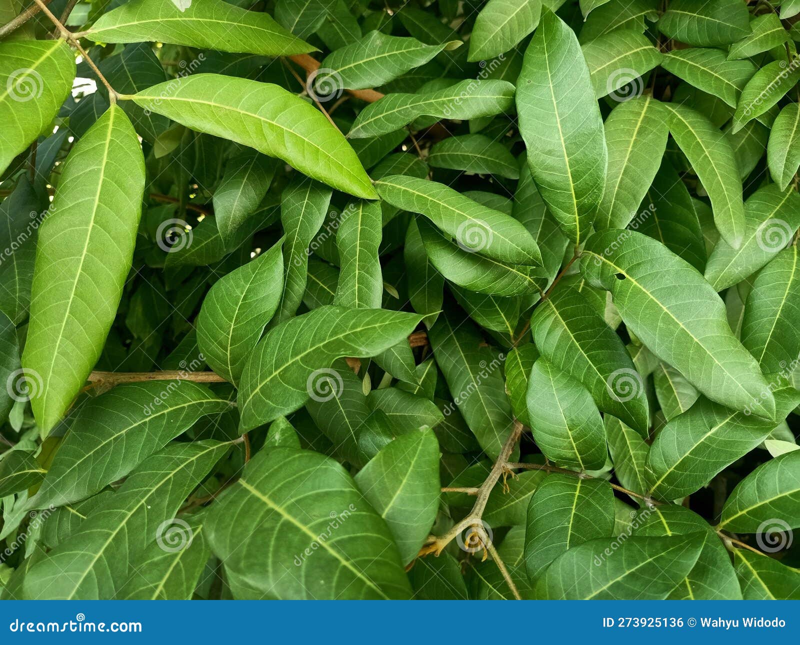 Close Up View of Dragon Eye Fruit Plant Stock Photo - Image of organic ...