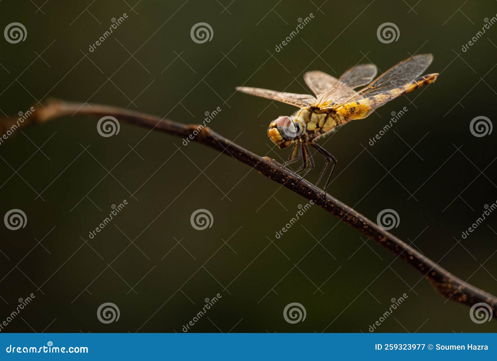 Perching dragonfly stock image. Image of outdoors, outdoor - 259323977