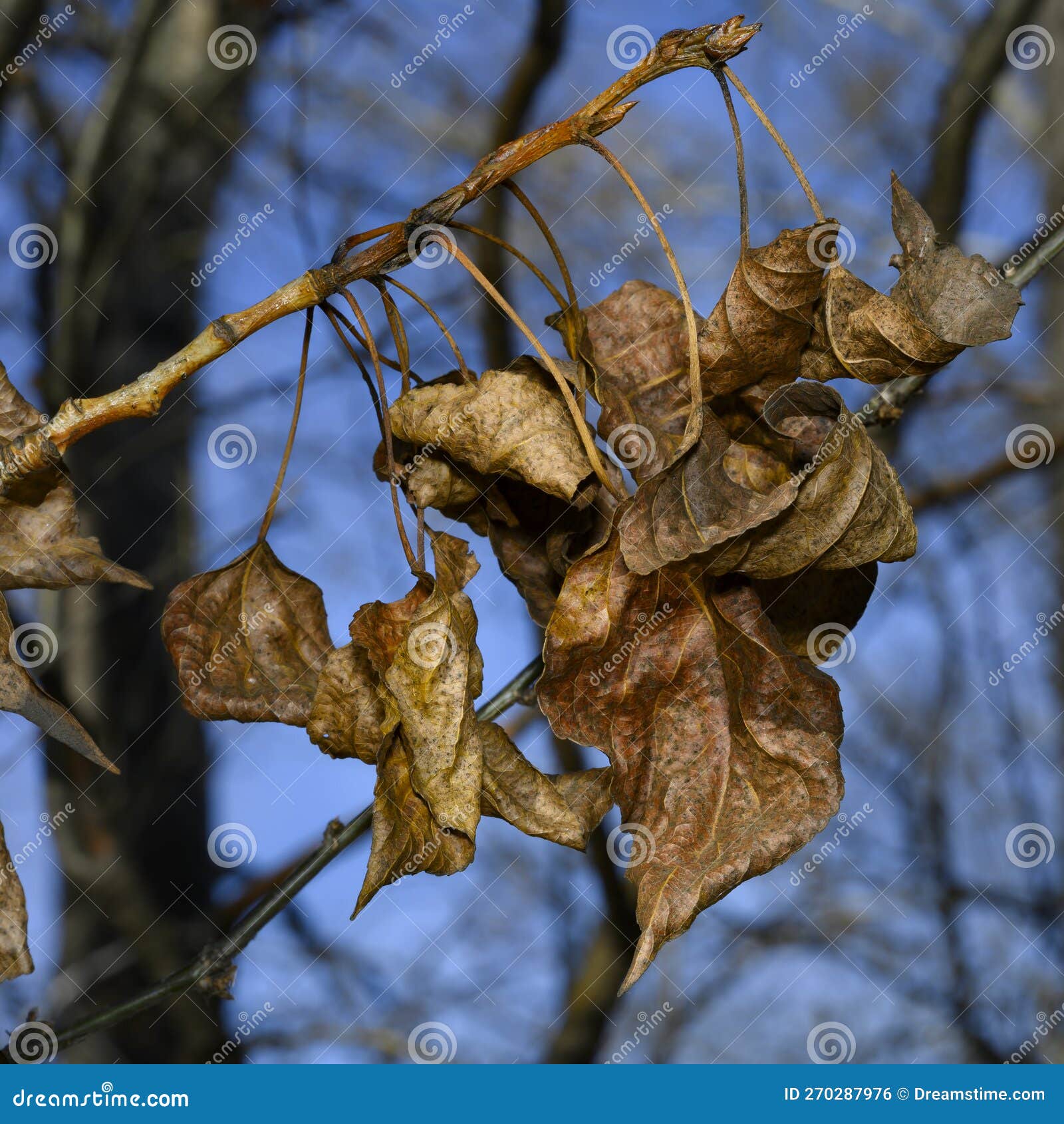 A Close-up View of Dried Brown Leaves on a Tree Branch in Autumn Stock ...
