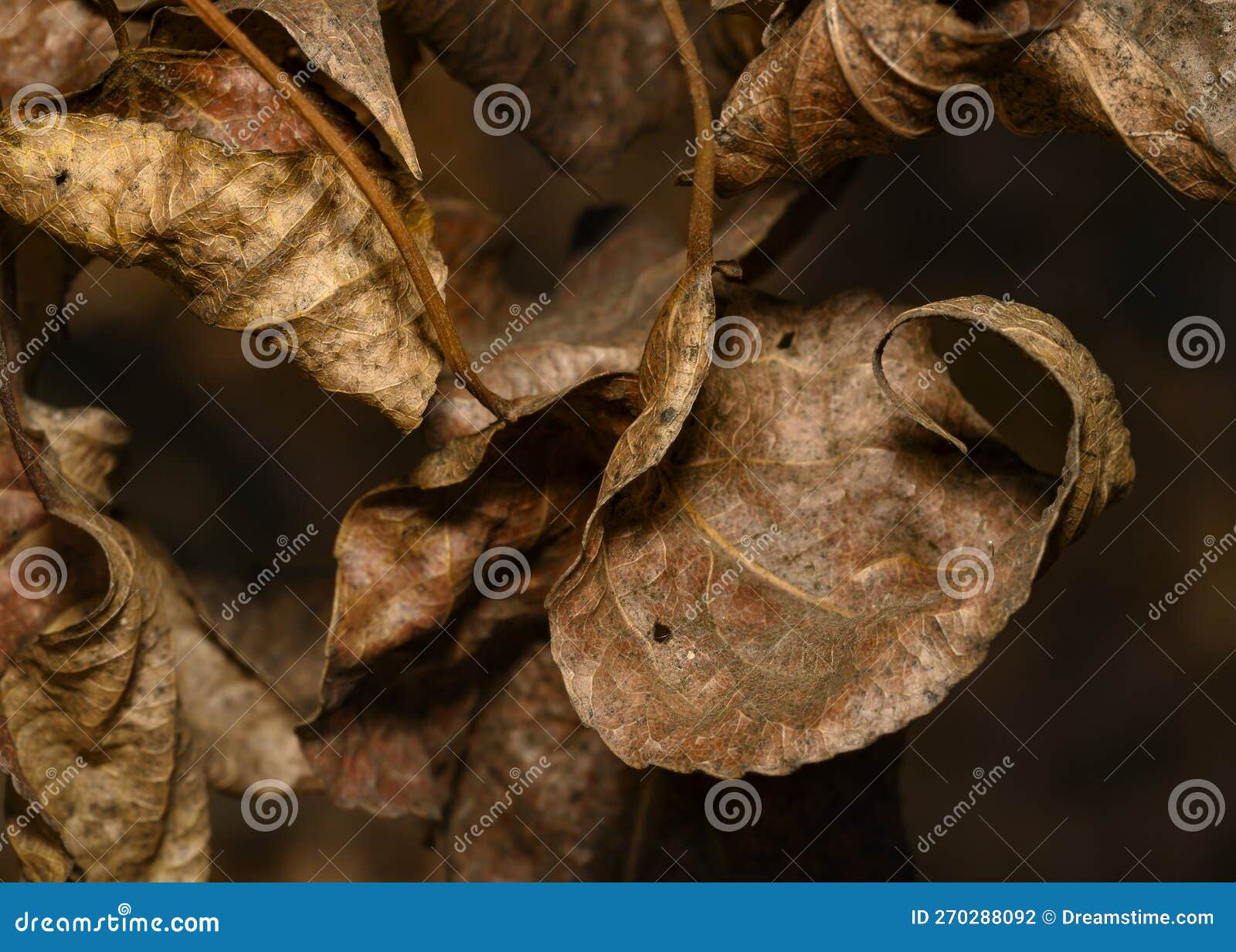 A Close-up View of Dried Leaves on a Tree Branch in Autumn Stock Photo ...