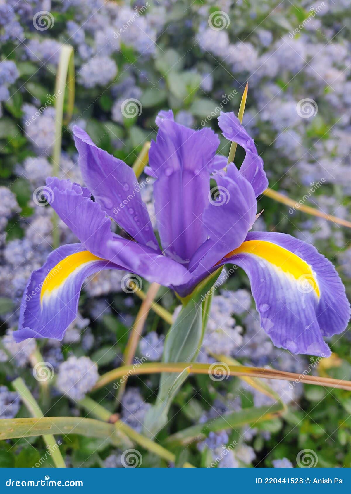 Close Up View of a Dutch Iris Iris Xiphium. Called Spanish Iris in the ...