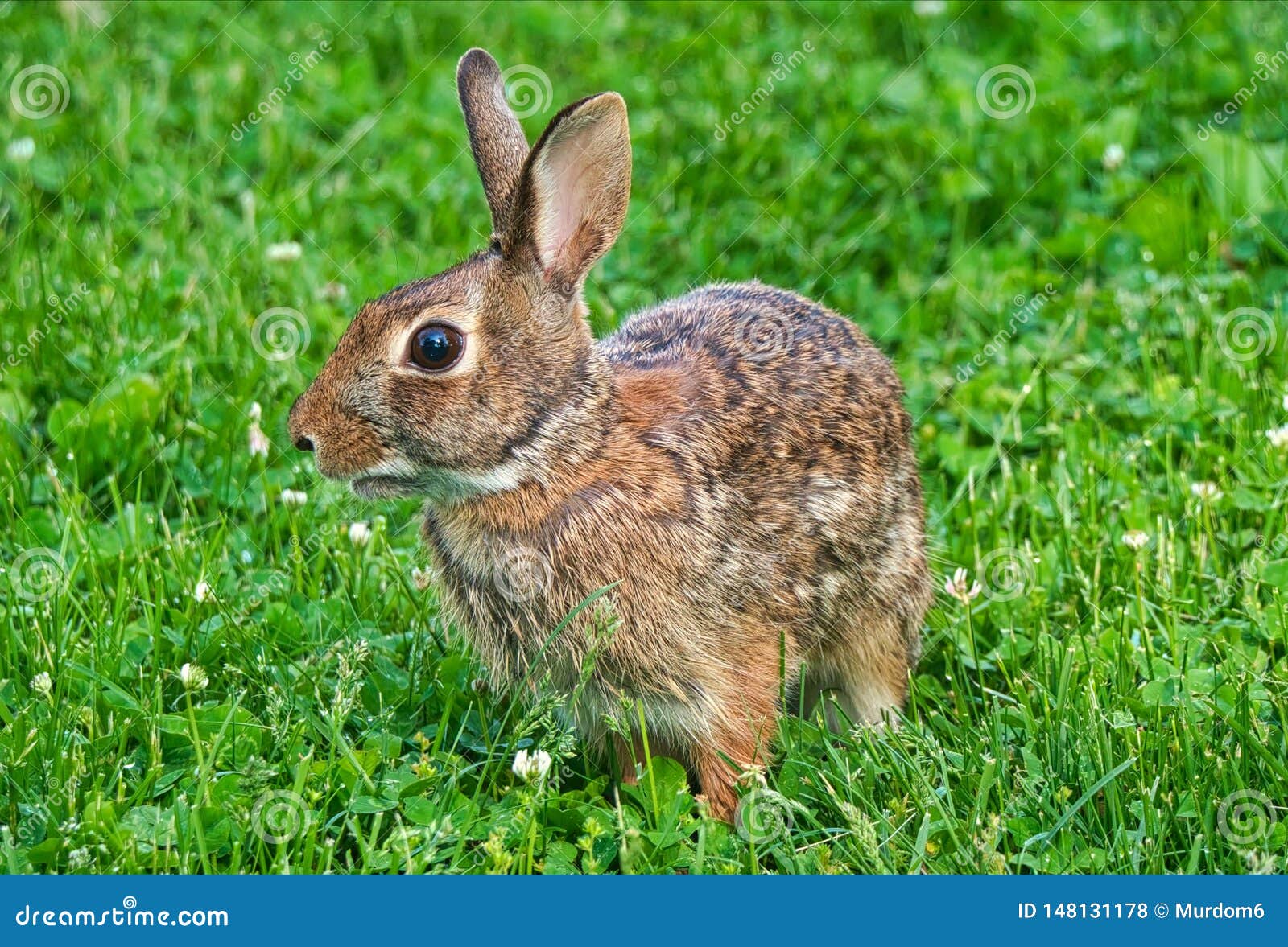 Close Up View of Eastern Cottontail Rabbit Stock Photo - Image of ...