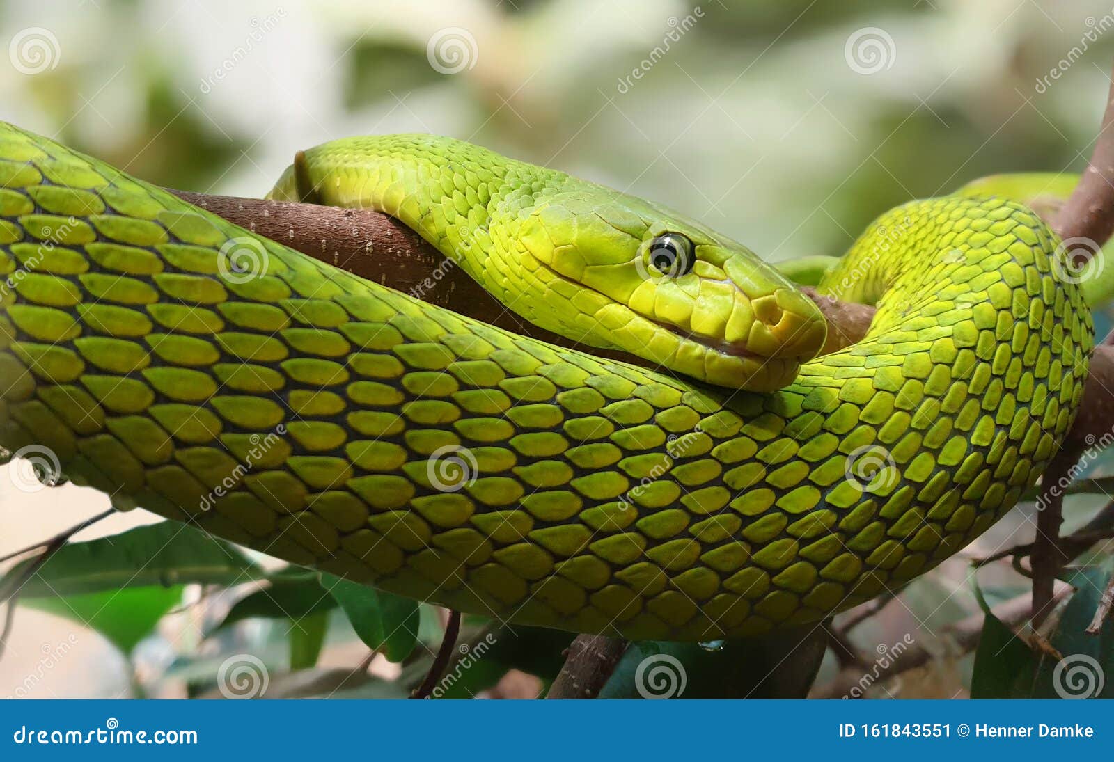 Close-up View of an Eastern Green Mamba Stock Image - Image of malawi ...