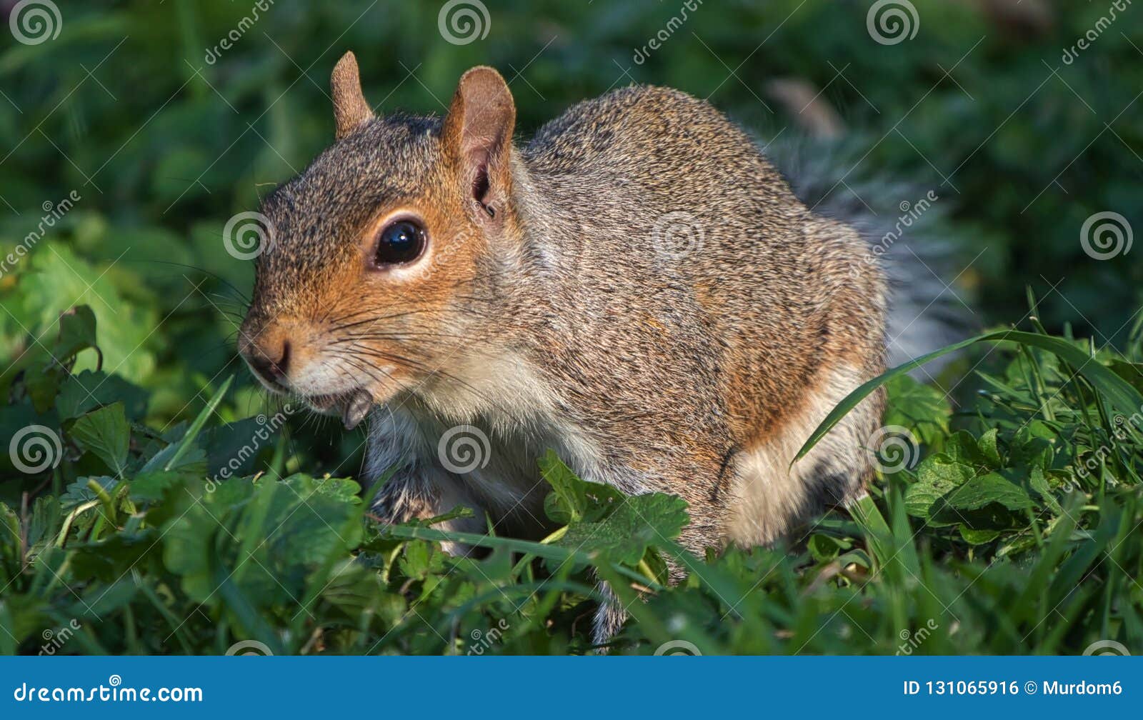 Close Up View of Eastern Grey Squirrel Stock Photo - Image of animal ...