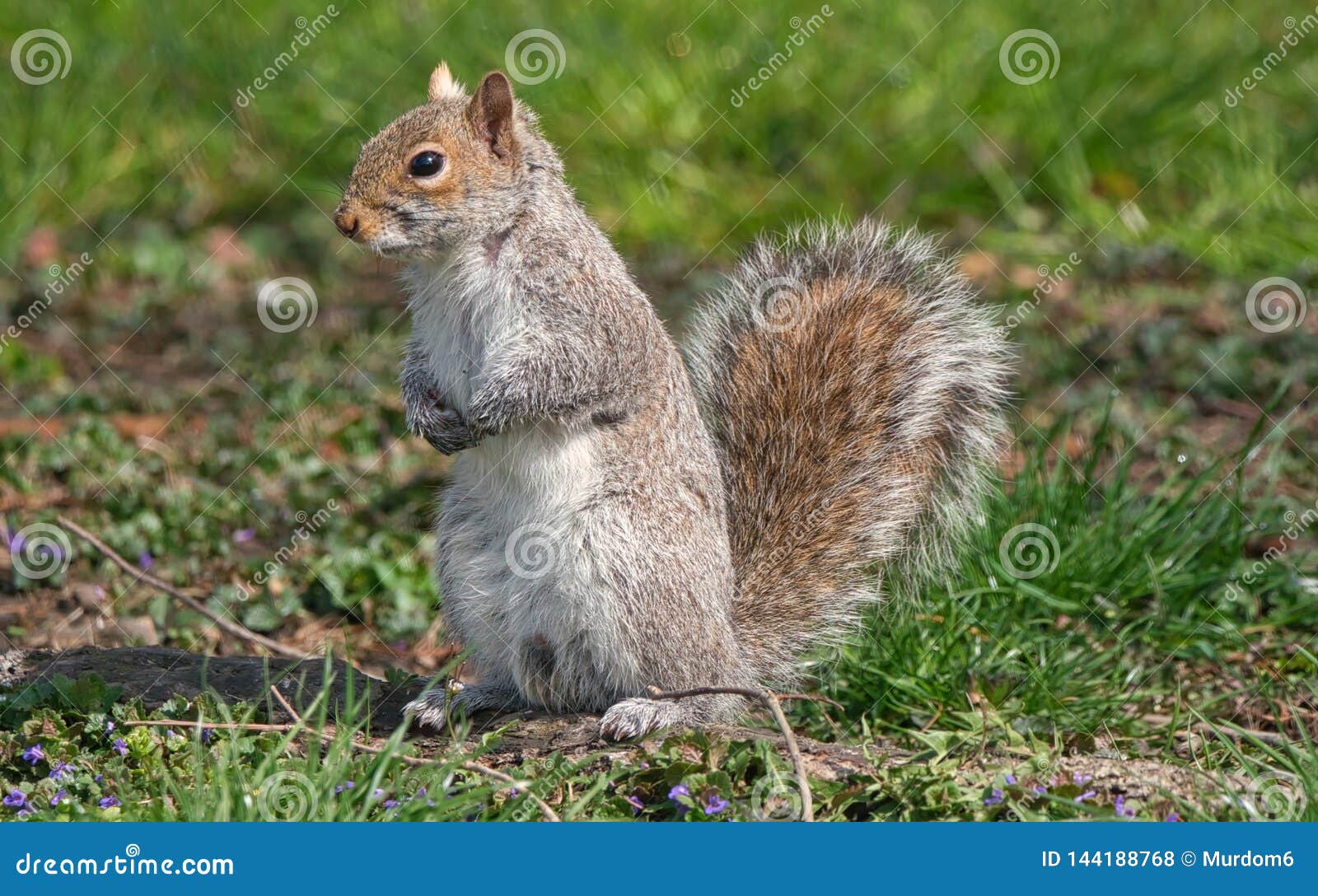 Close Up View of Eastern Grey Squirrel on Ground Stock Photo - Image of ...