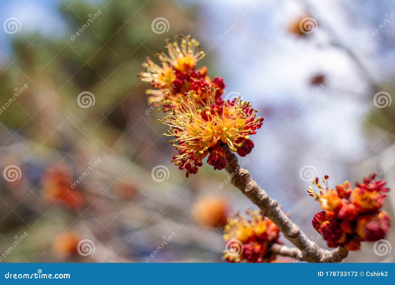 Acer Rubrum Flower