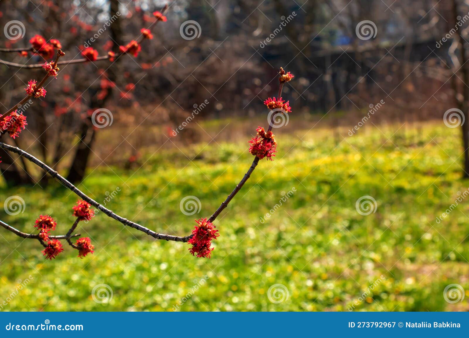 Close Up View of Emerging Flower Blossoms on a Red Maple Tree Acer ...