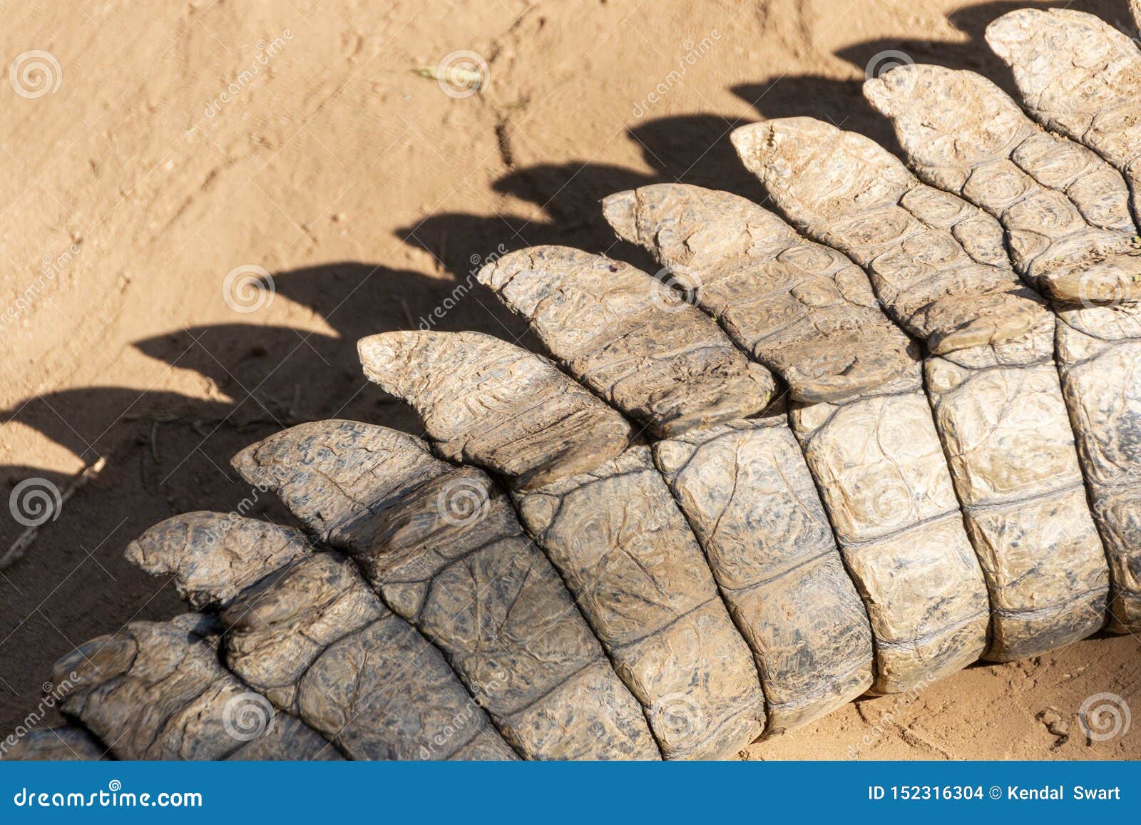 Crocodile Tail stock photo. Image of danger, reptile - 152316304