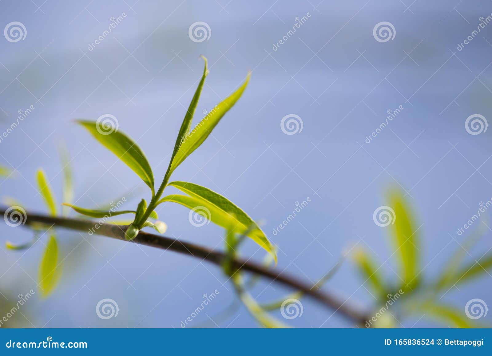 Close Up View of the End of a Weeping Willow Branch with Newly Sprouted ...