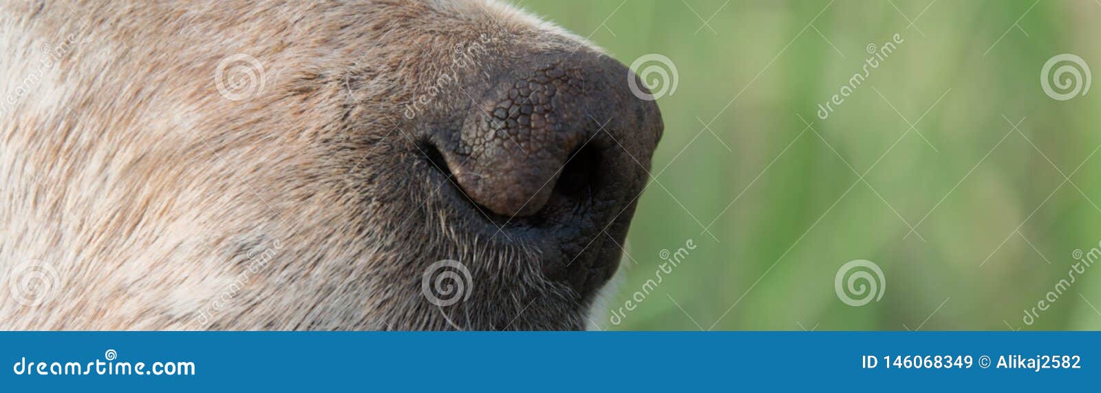 Close Up View of English Setter Dog Nose Stock Image - Image of looking ...