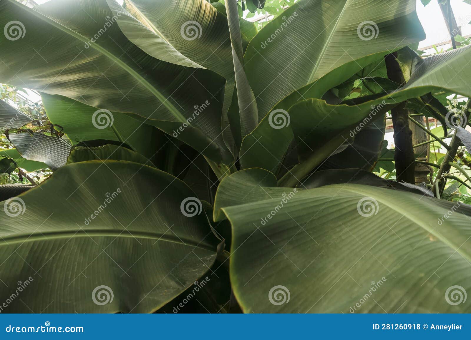 Close Up View of Ensete Superbum Leaves Stock Photo - Image of ...