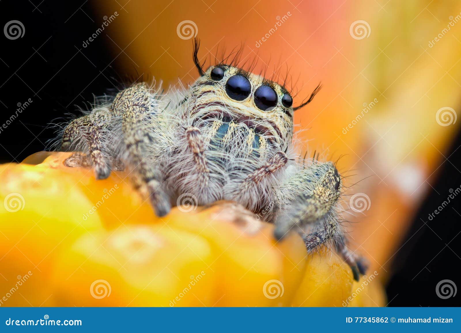 Close-up View Face of Jumper Spider Hyllus Cf. Semicupreus Stock Photo ...