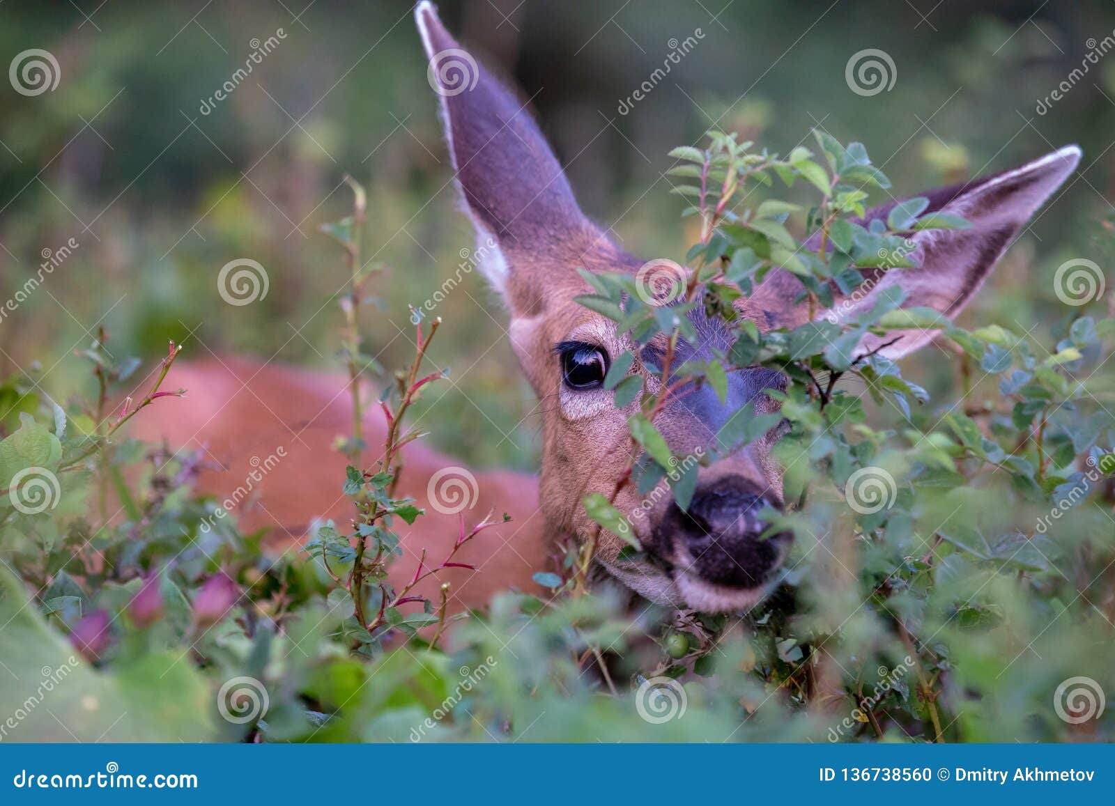 Close Up View at Female Elk Eye Stock Photo - Image of tree, brown ...