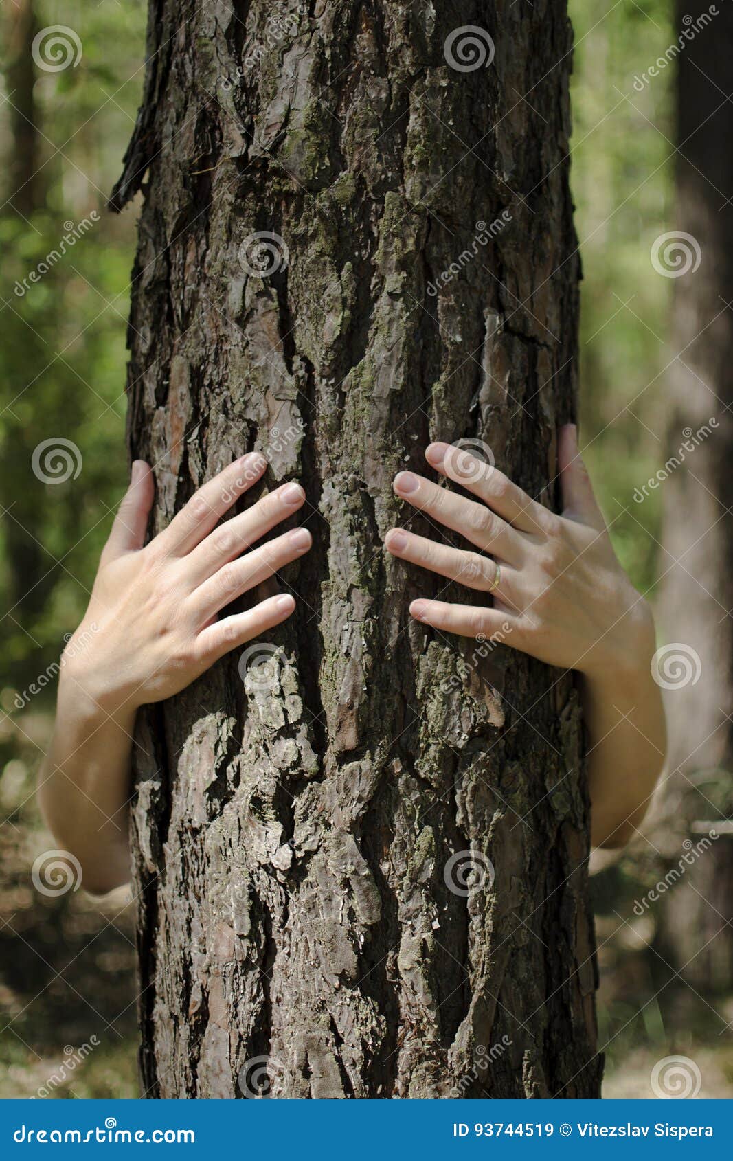 Close-up View of Female Hands Embracing Tree Trunk Stock Image - Image ...