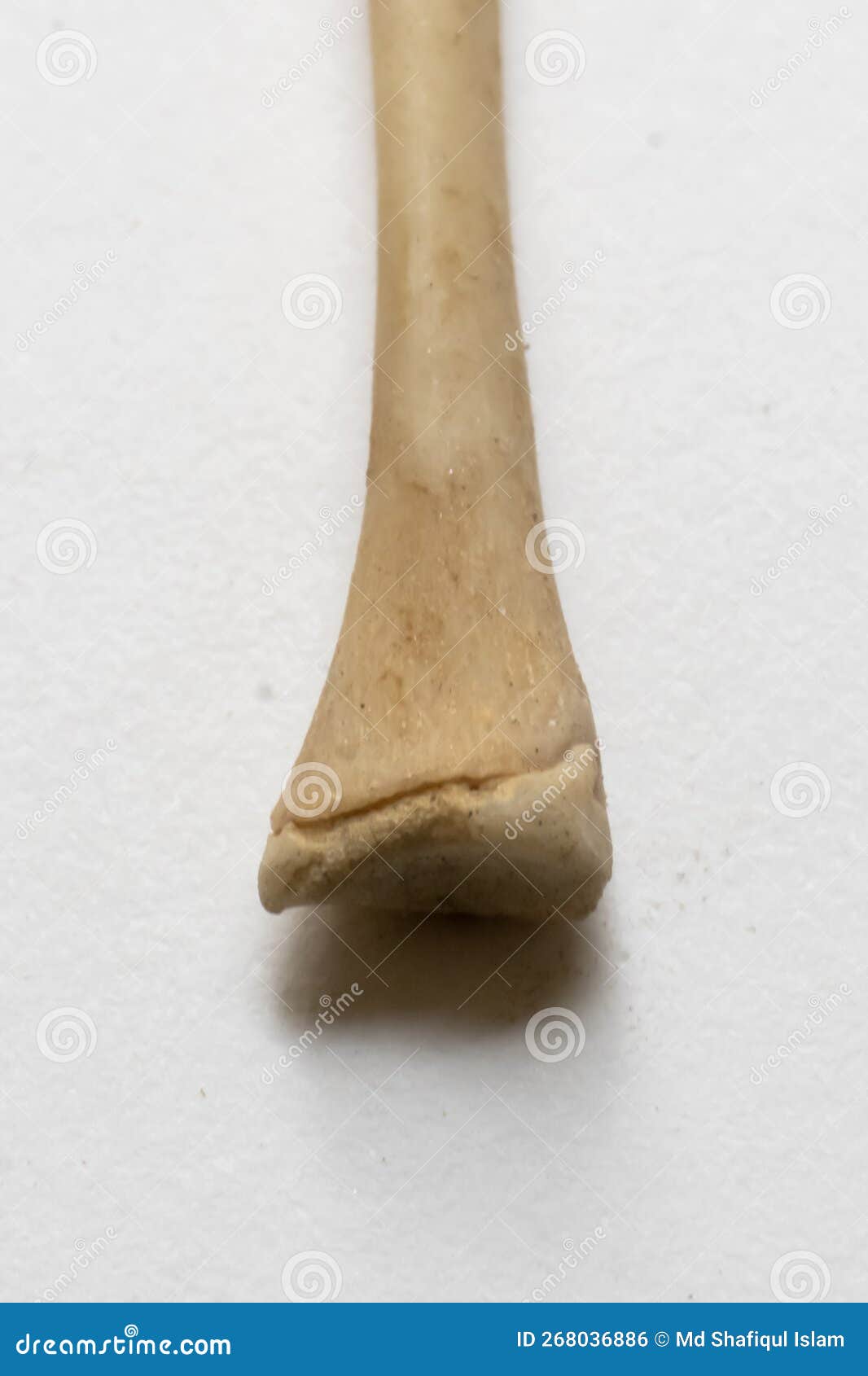 Close Up View of Femur. Bird Anatomy Stock Photo - Image of death, head ... Close Up View of Femur. Bird Anatomy Stock Photo - Image of death, head ...