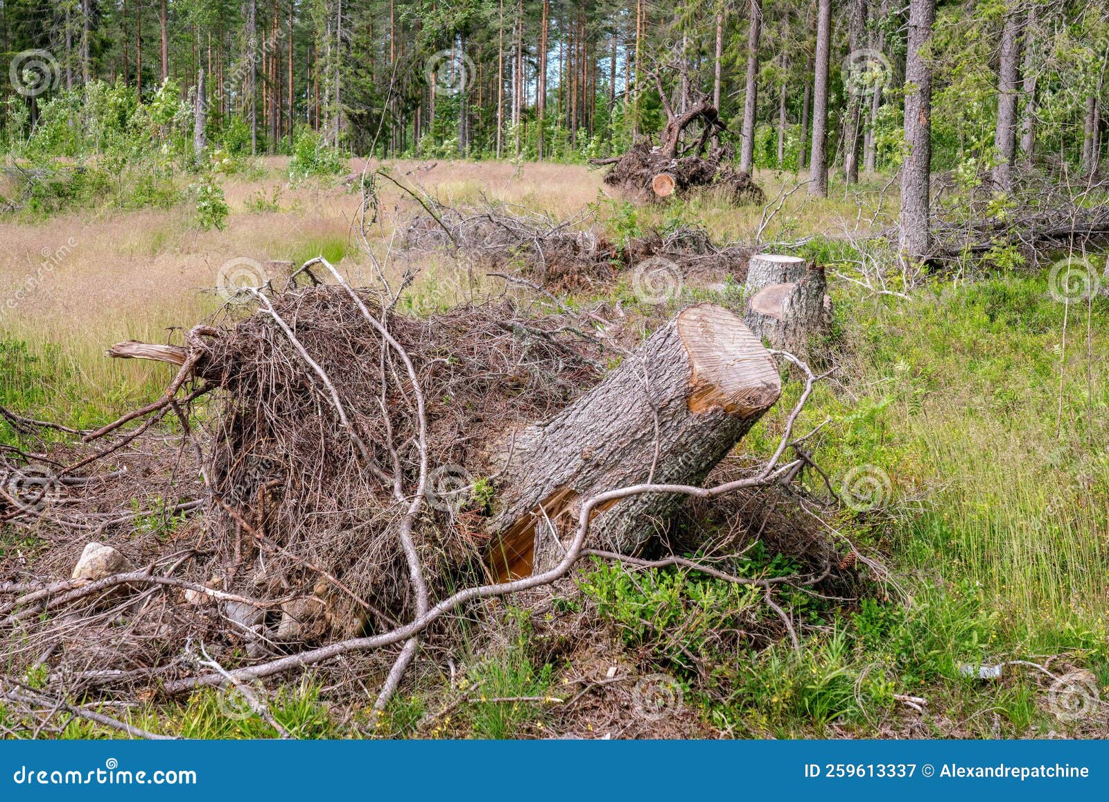 Close Up View at Few Stubs with Roots Up in Air of Fallen Spruce Trees ...