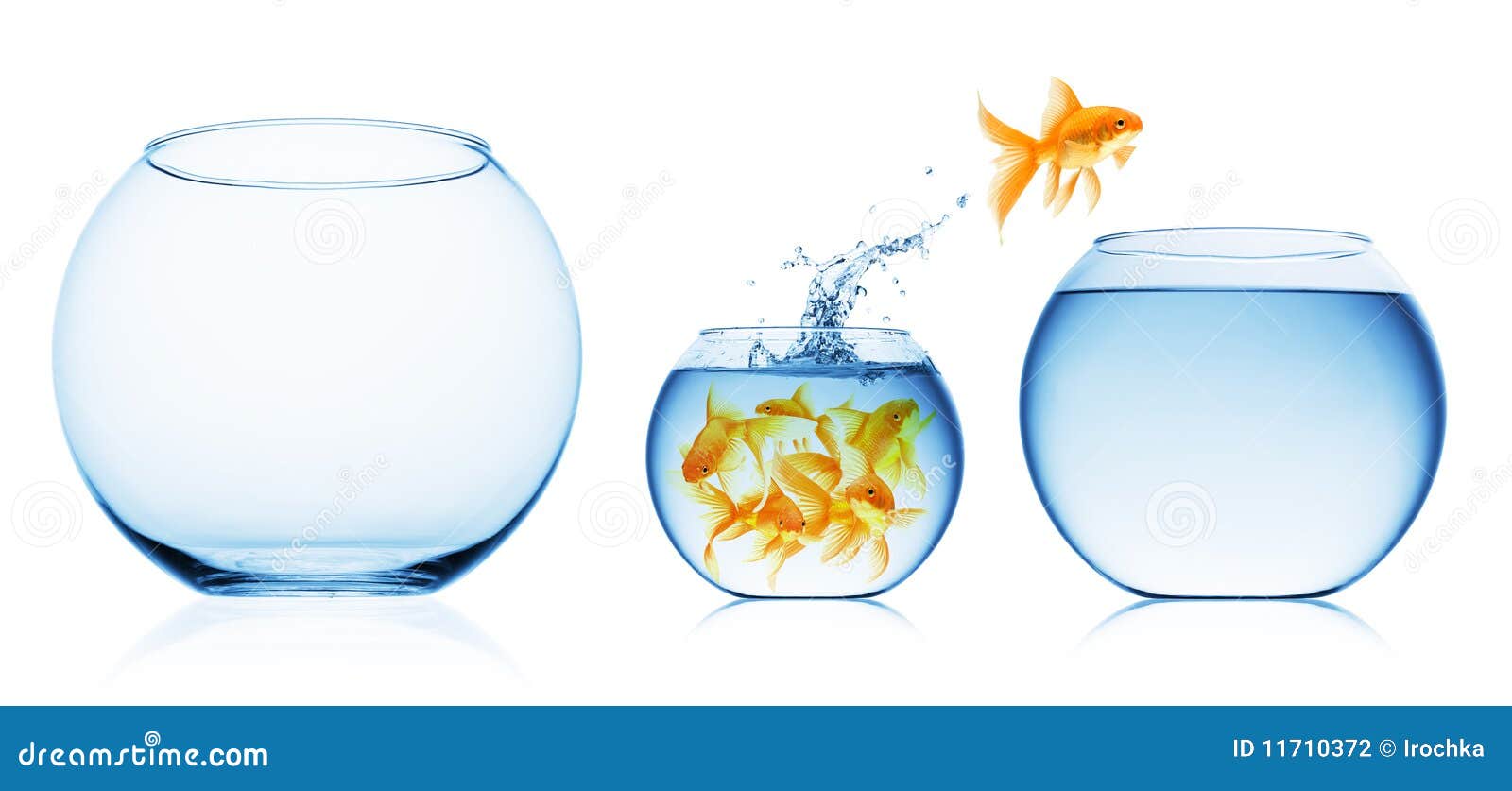 Close Up View of Fish Bowl Isolated Stock Photo - Image of concept ...