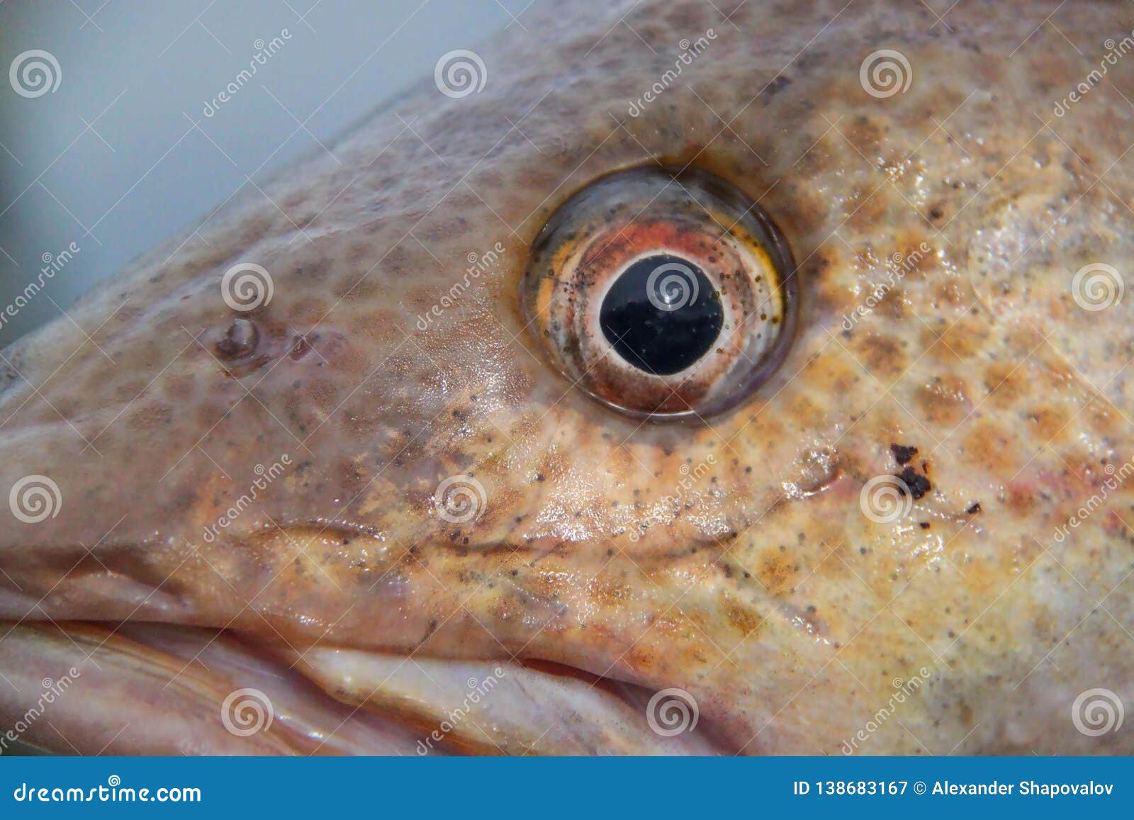 Close Up View of Fish Eye Isolated. Beautiful Backgrounds Stock Image ...