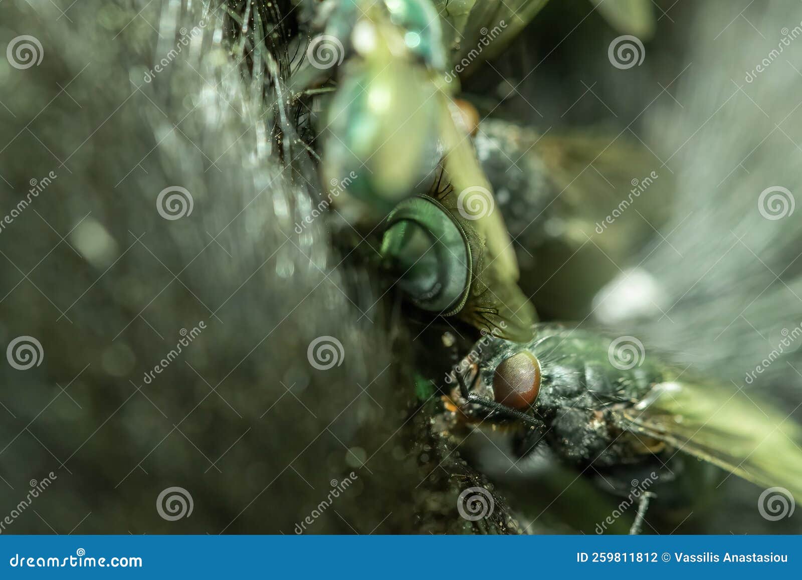 Close Up View of Flies on a Dog Corpse Eating. Stock Photo - Image of ...