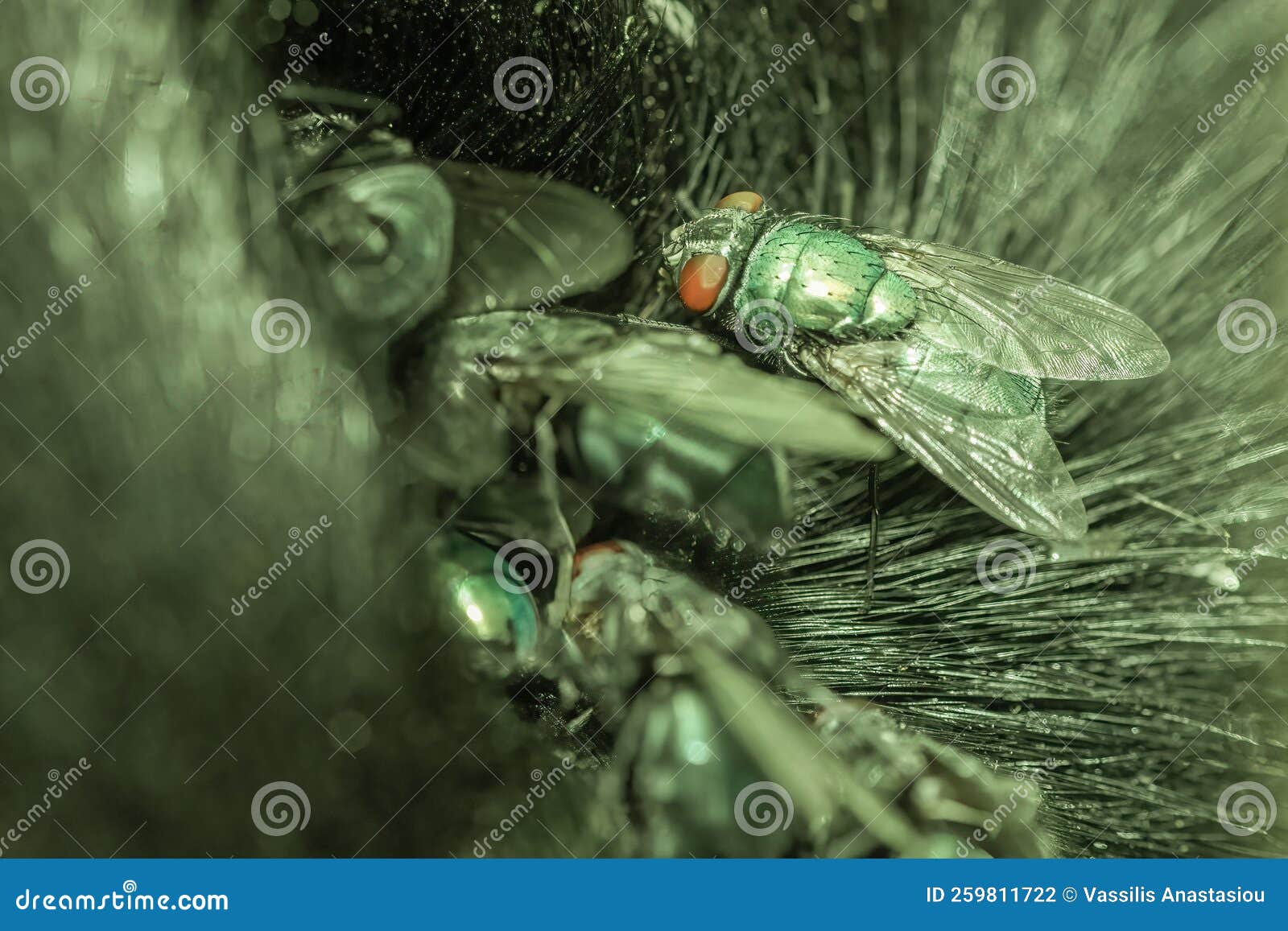 Close Up View of Flies on a Dog Decayed Corpse Eating. Stock Photo ...