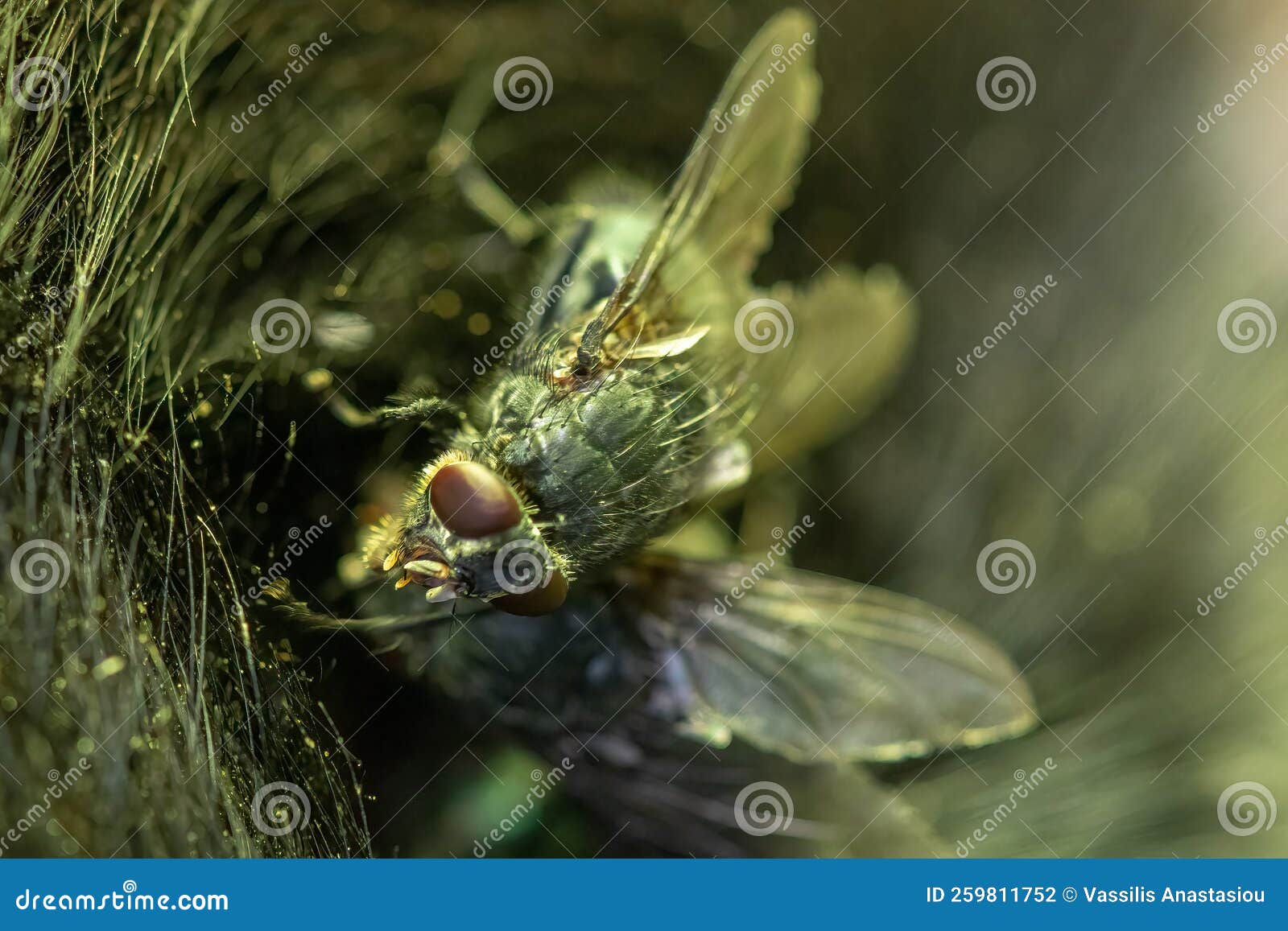 Close Up View of Flies on a Dog Decayed Corpse Eating. Macro Photo ...